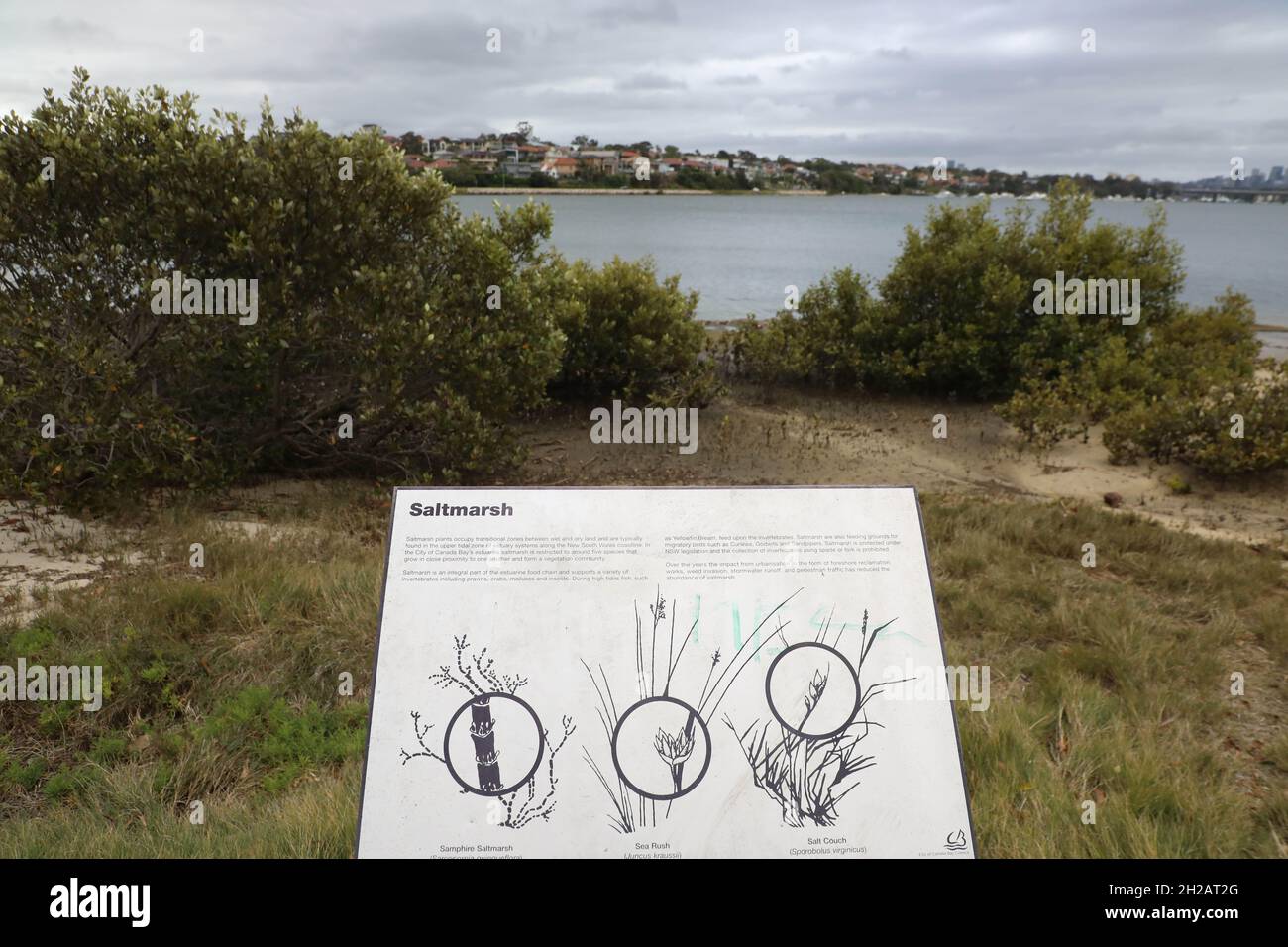 Saltmarsh in the suburb of Rodd Point at Iron Cove Stock Photo - Alamy
