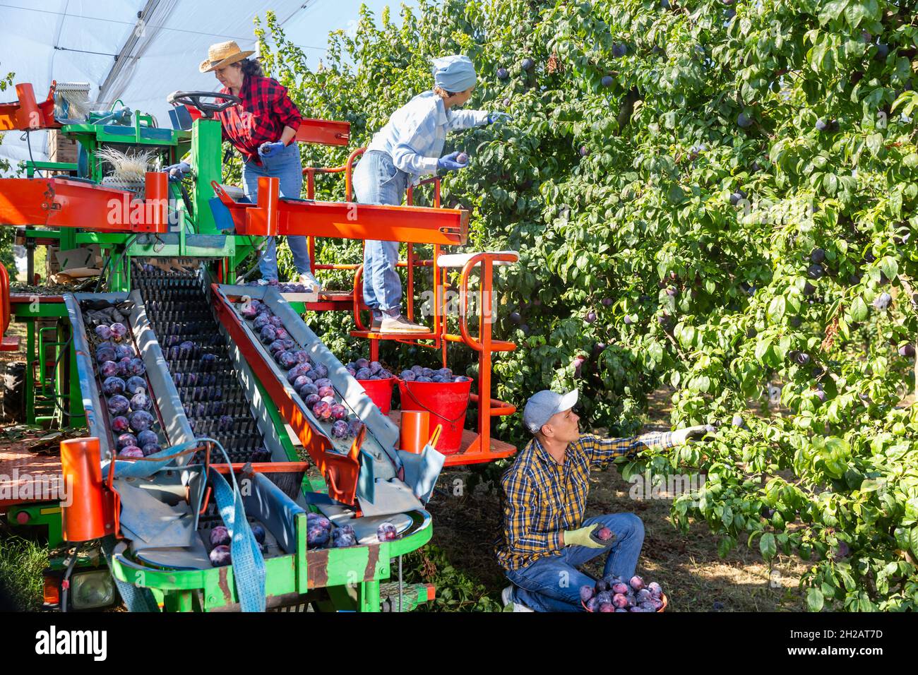 Workers picking ripe plums in orchard on harvesting platform Stock ...
