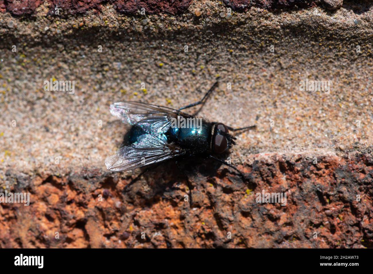 A fly on a redbrick wall Stock Photo - Alamy