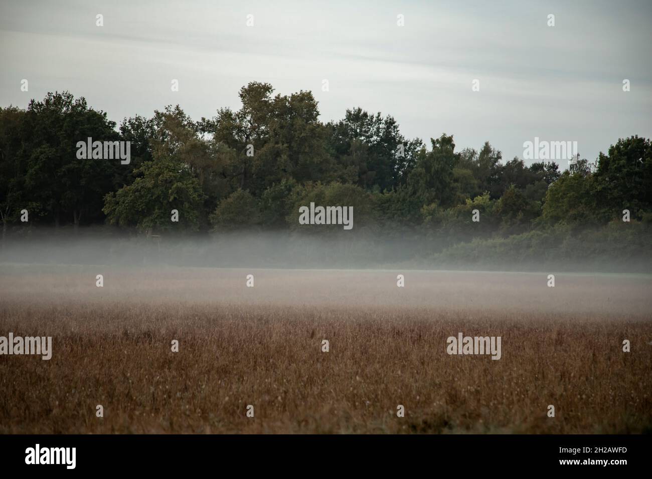 abstract, landscape with field and forest in the morning mist Stock ...