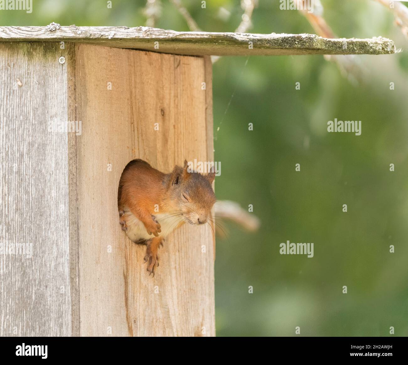 Red Squirrel Nest Box High Resolution Stock Photography and Images - Alamy