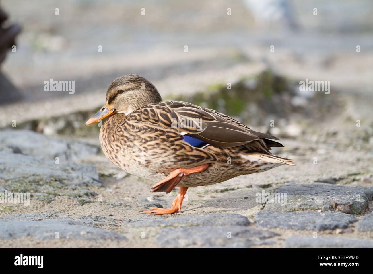 portrait of a female duck lifting one leg Stock Photo - Alamy