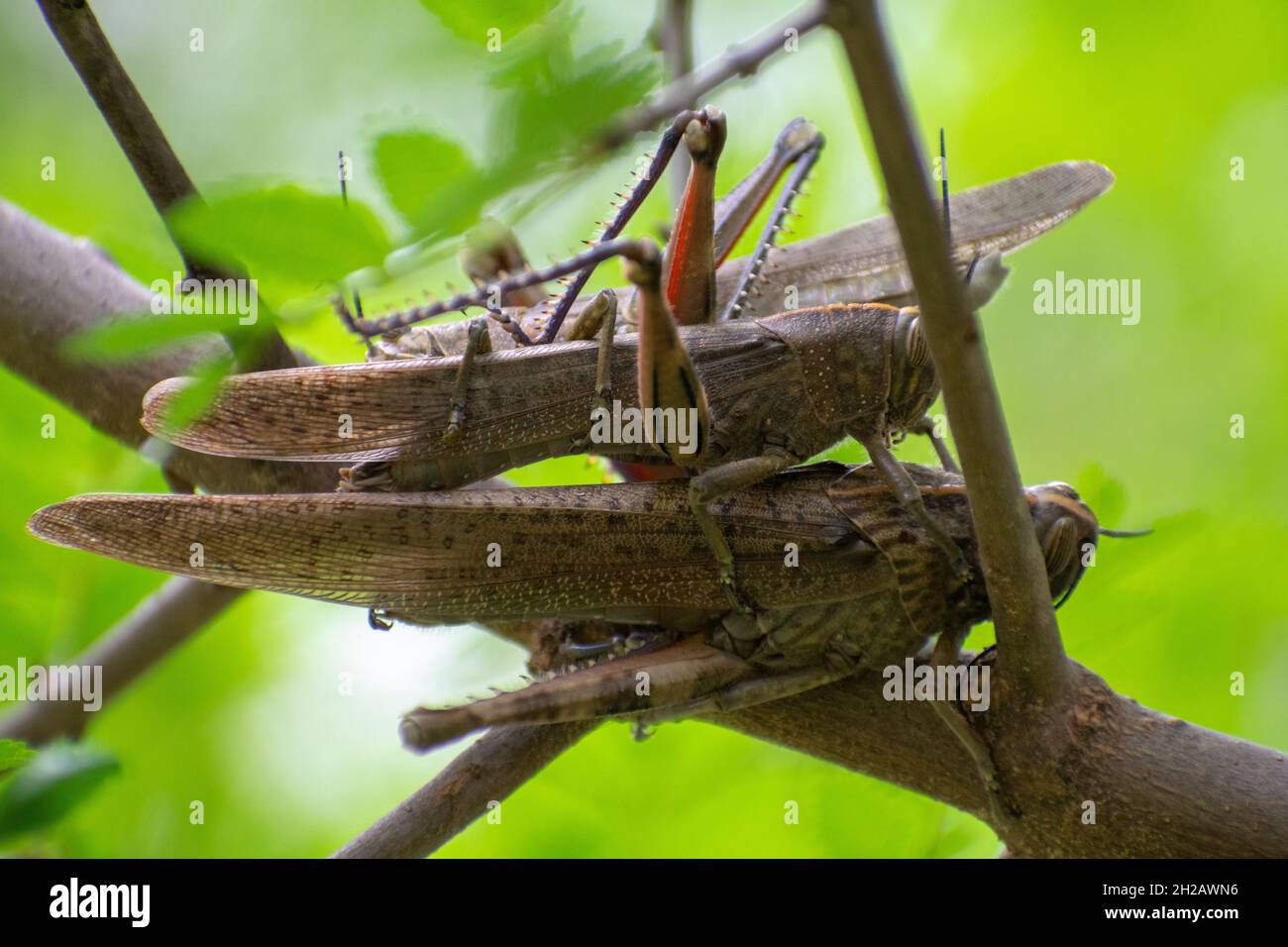 Egg sac praying mantis mantis hi-res stock photography and images - Alamy