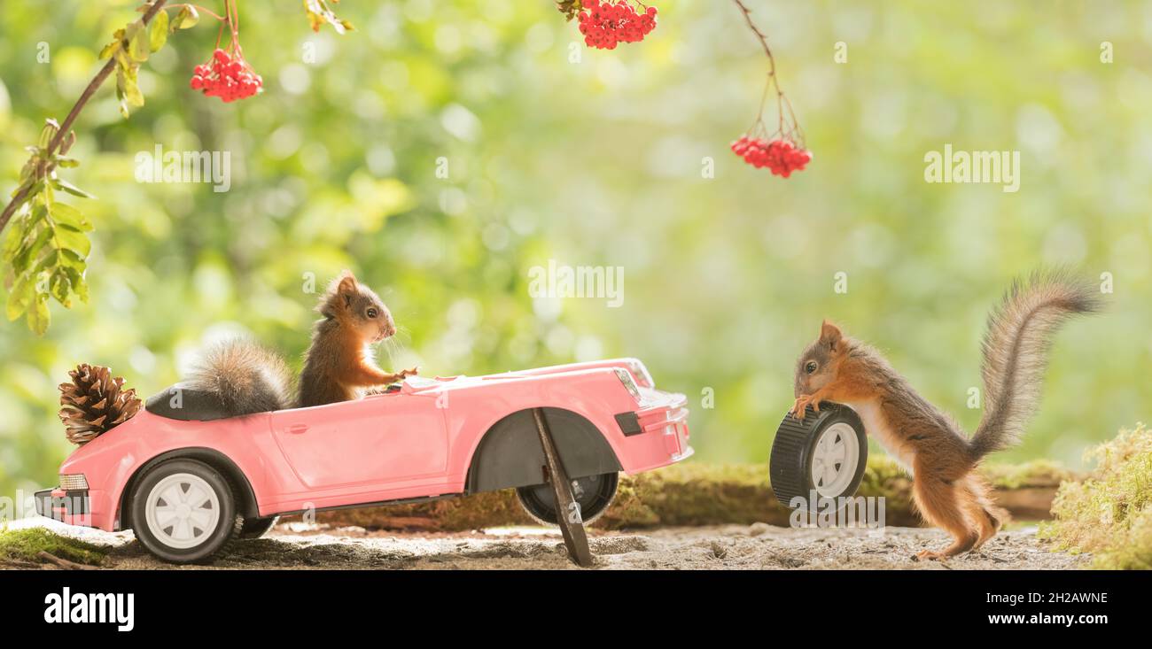 Squirrel and red truck hi-res stock photography and images - Alamy