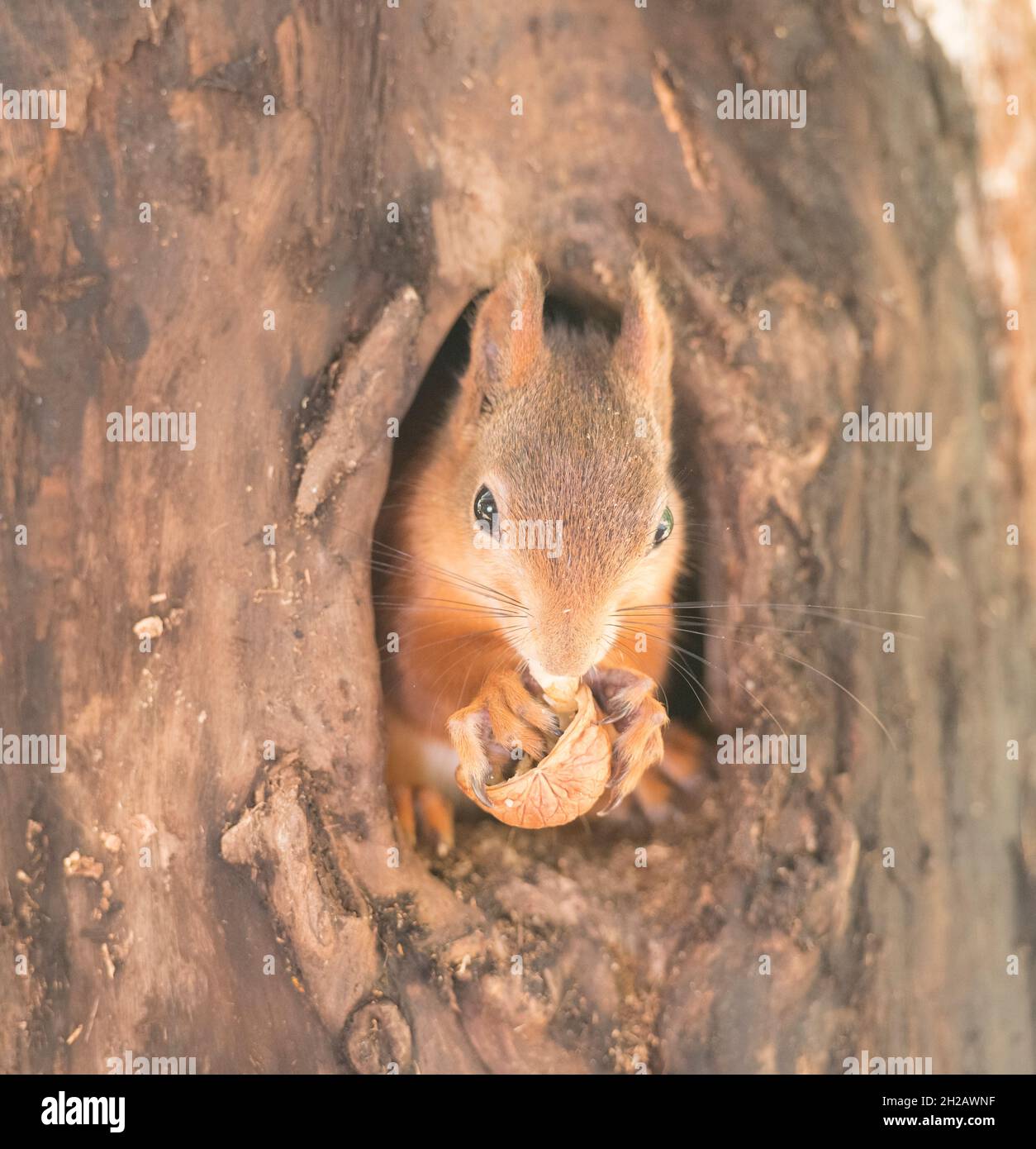 Red Squirrel Hole Tree High Resolution Stock Photography and Images - Alamy