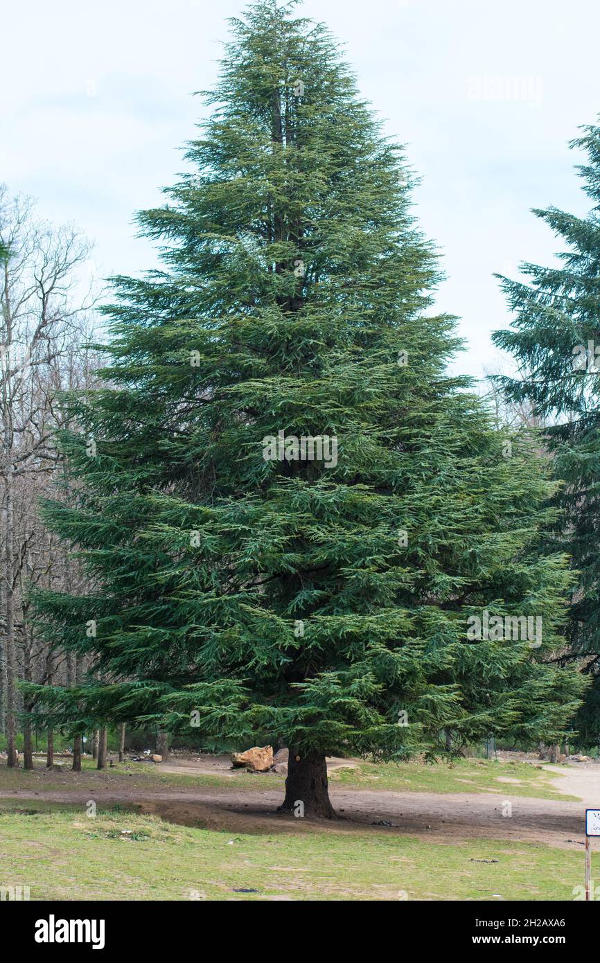 A Vertical shot of Blue Atlas cedar tree (Cedrus Atlantica) in its ...