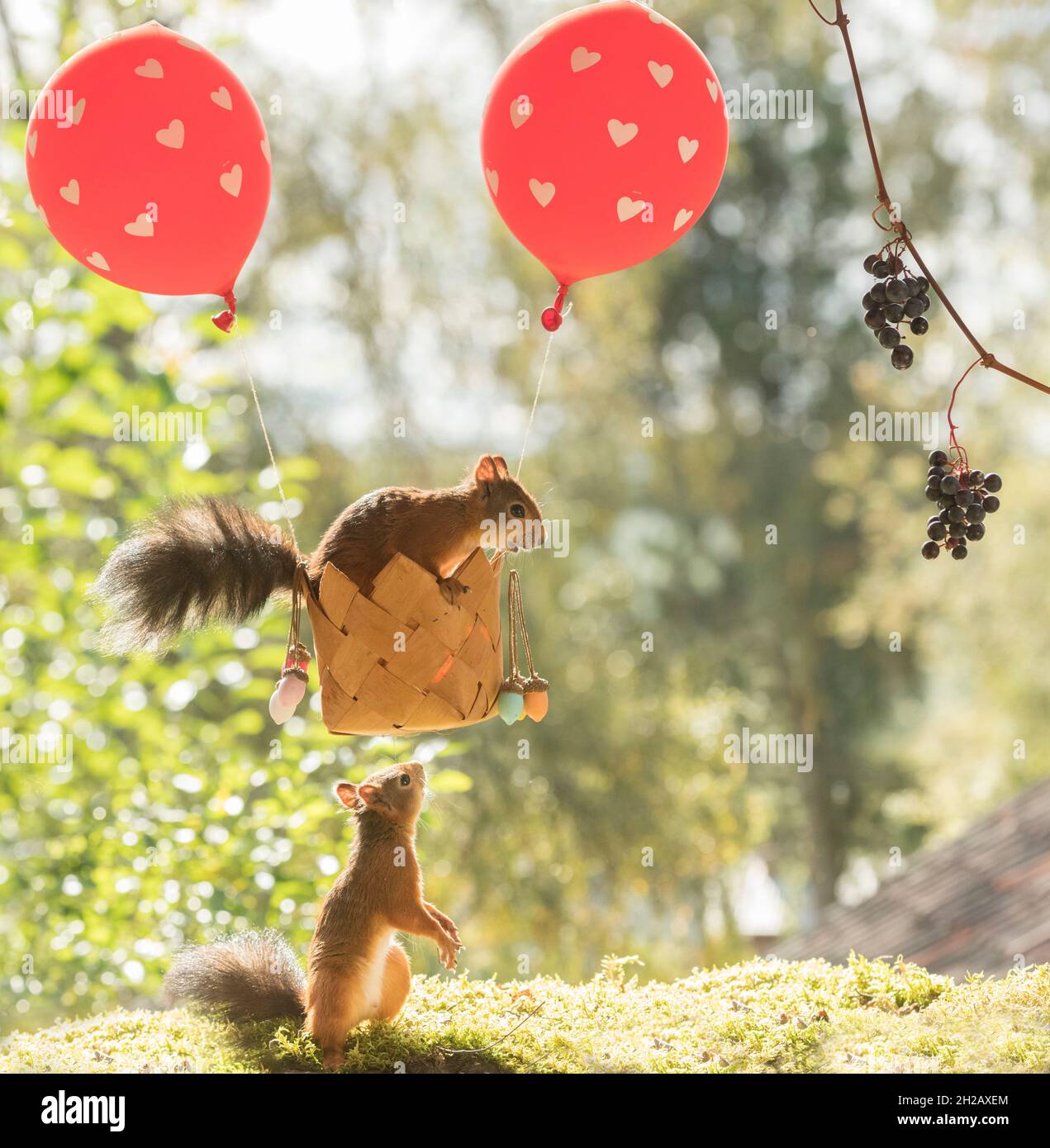 Hot air balloon animal hi-res stock photography and images - Alamy