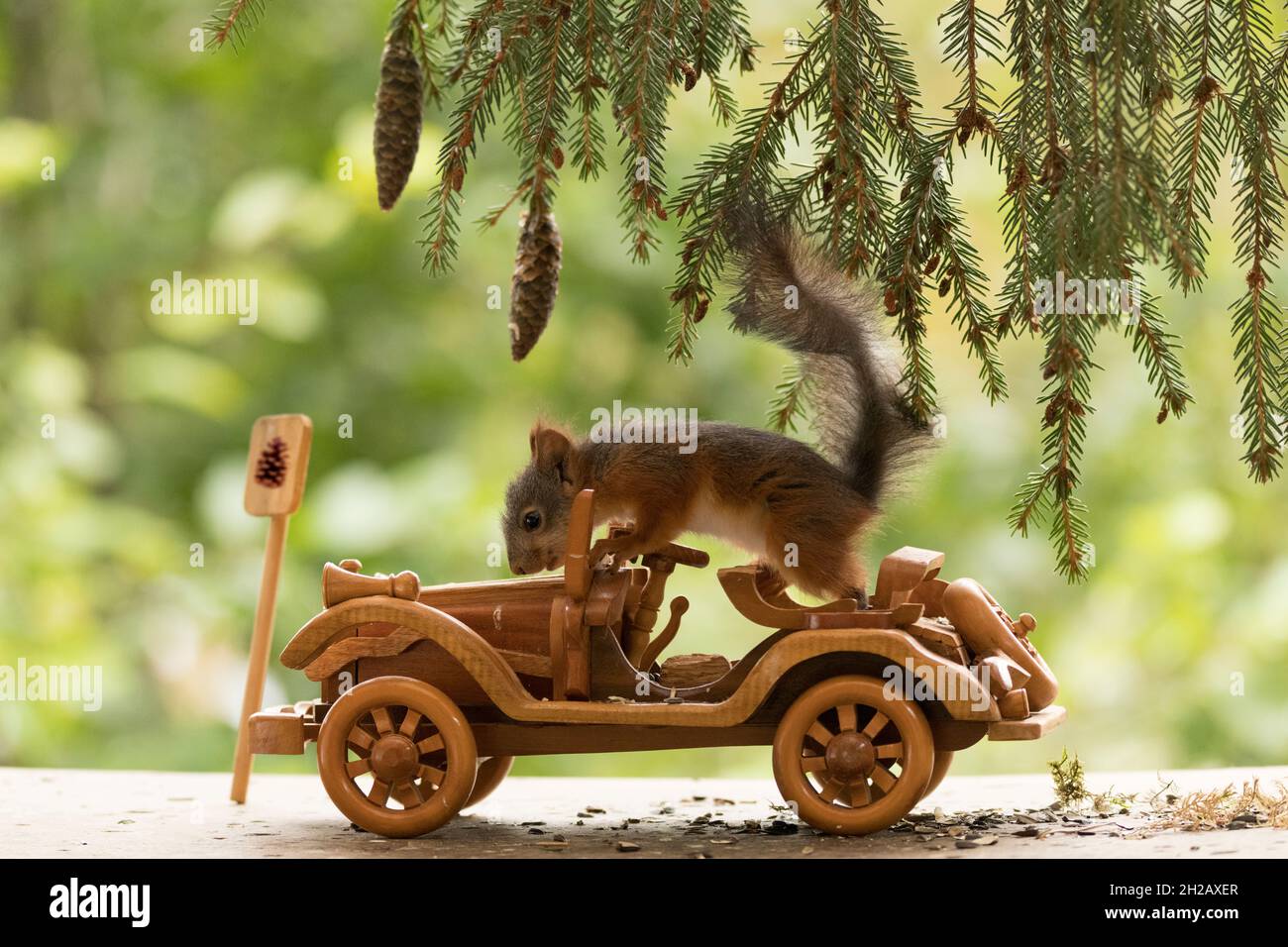 Squirrel car hi-res stock photography and images - Alamy
