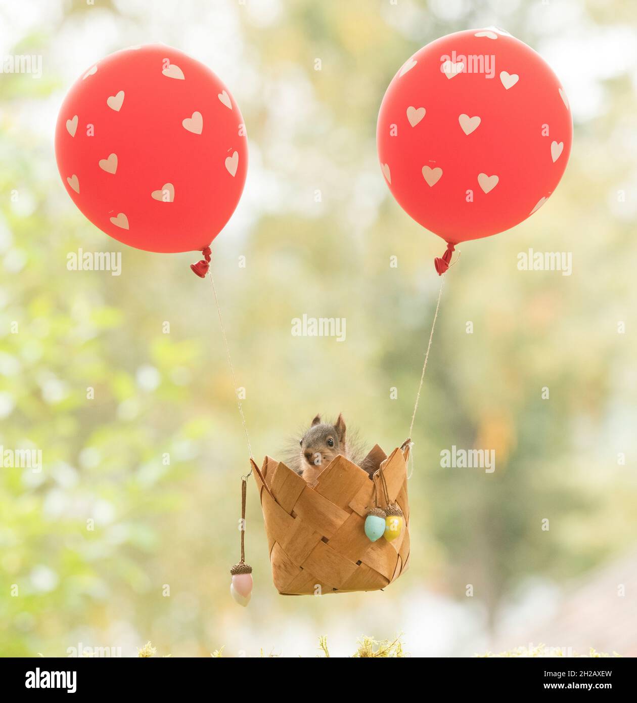 Hot air balloon animal hi-res stock photography and images - Alamy