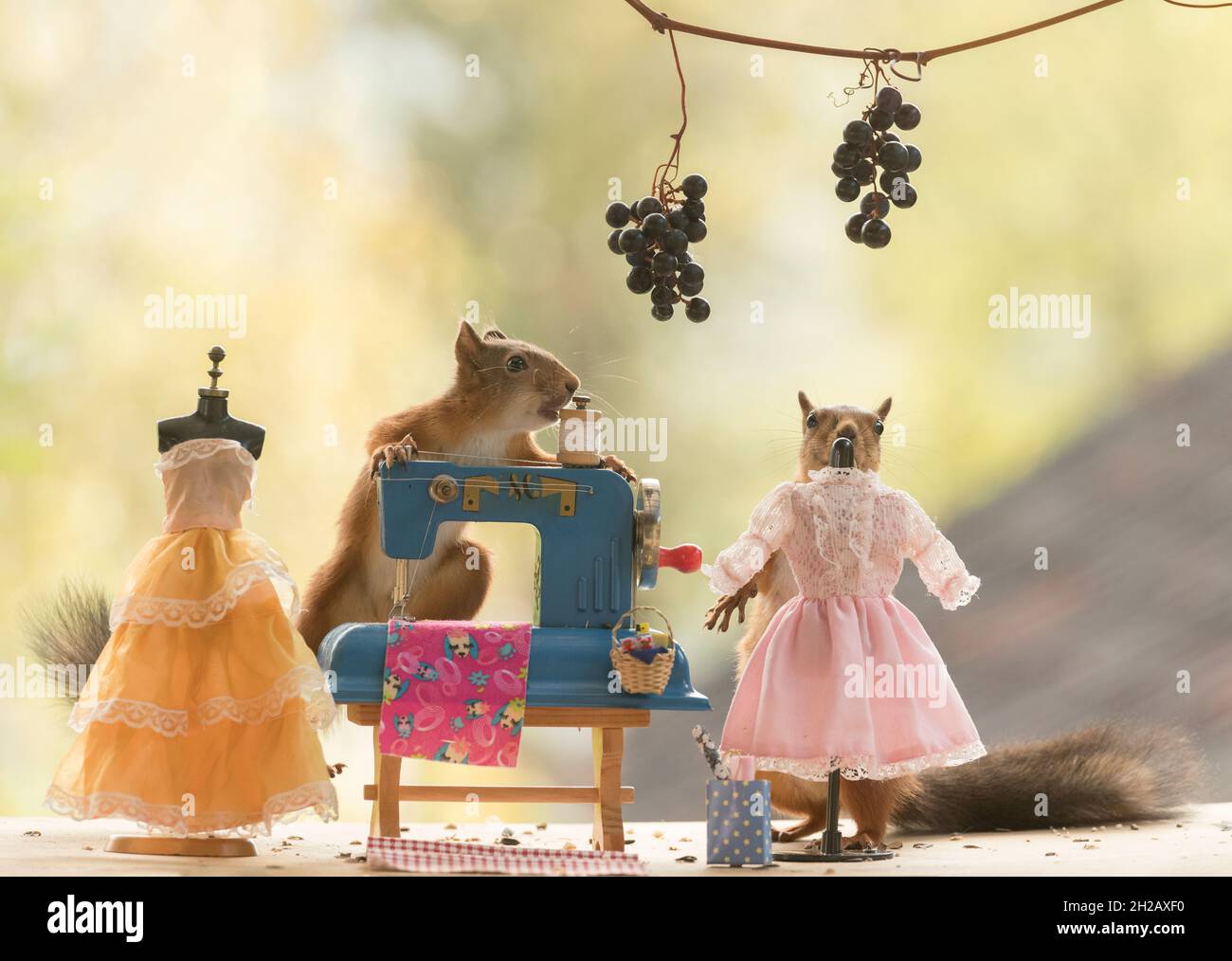 Red Squirrels with a sewing machine Stock Photo - Alamy