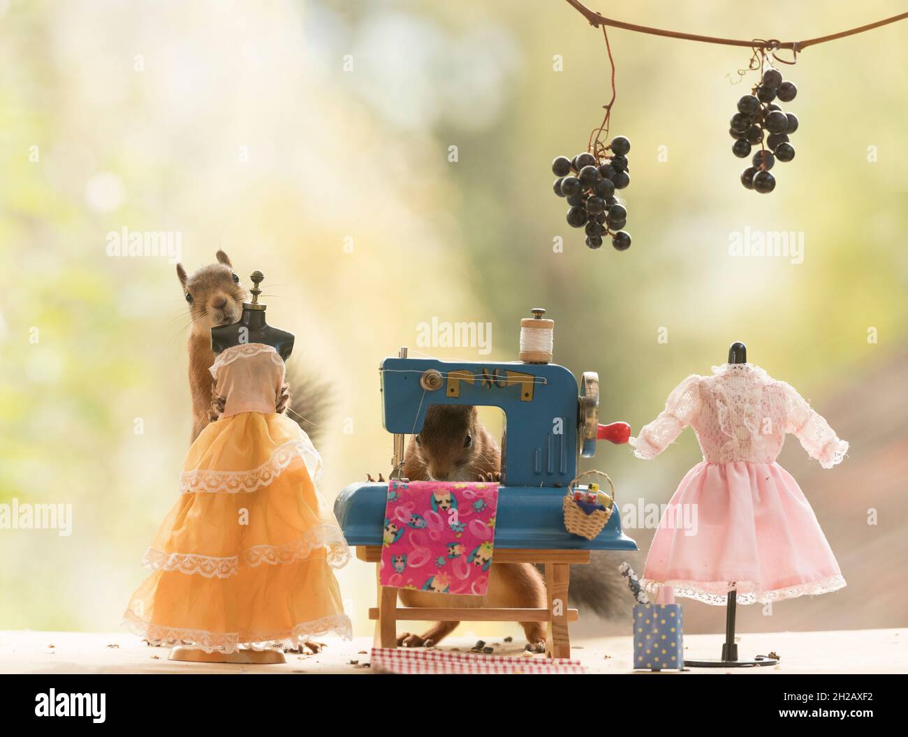 Red Squirrels with a sewing machine Stock Photo - Alamy