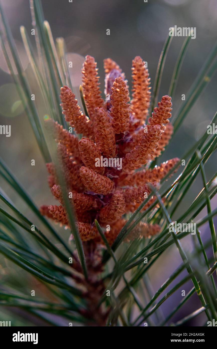 Pinus halepensis common pine hi-res stock photography and images - Alamy