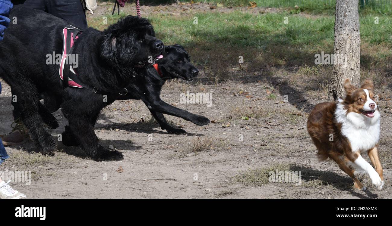 Run with the big dogs hi-res stock photography and images - Alamy