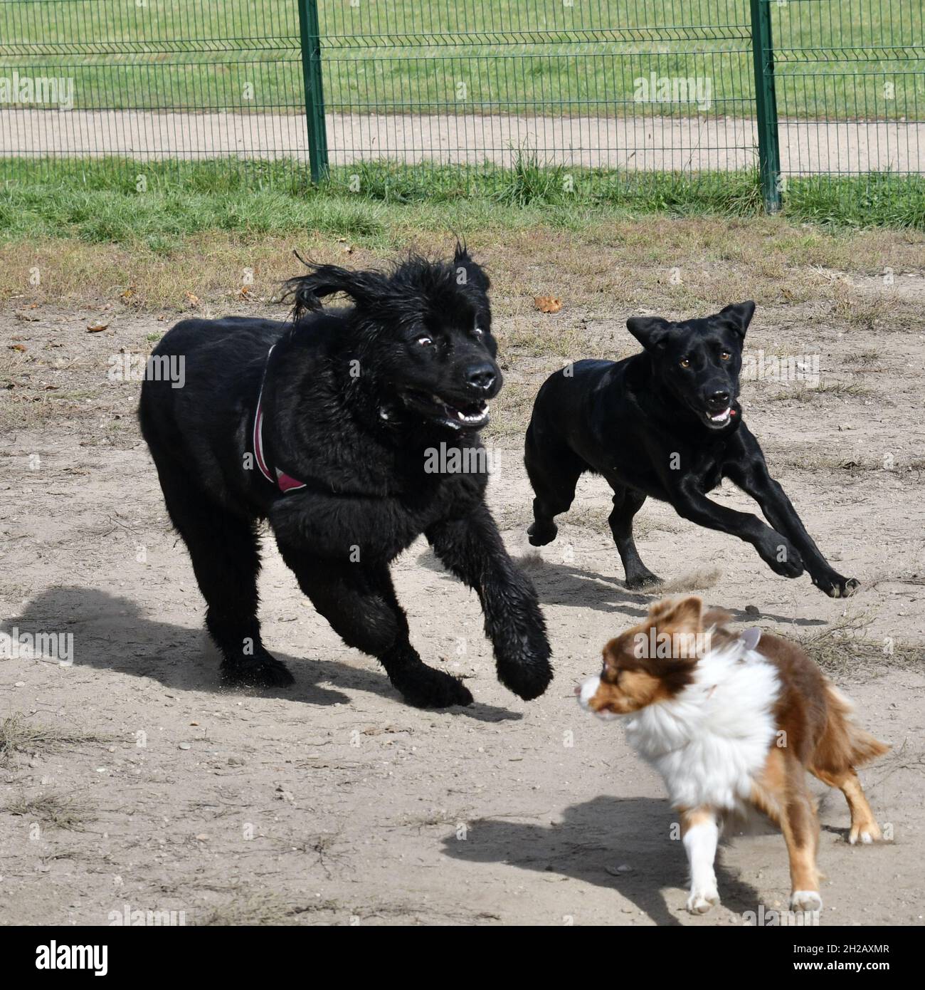 3 dogs racing on a dog park Stock Photo - Alamy