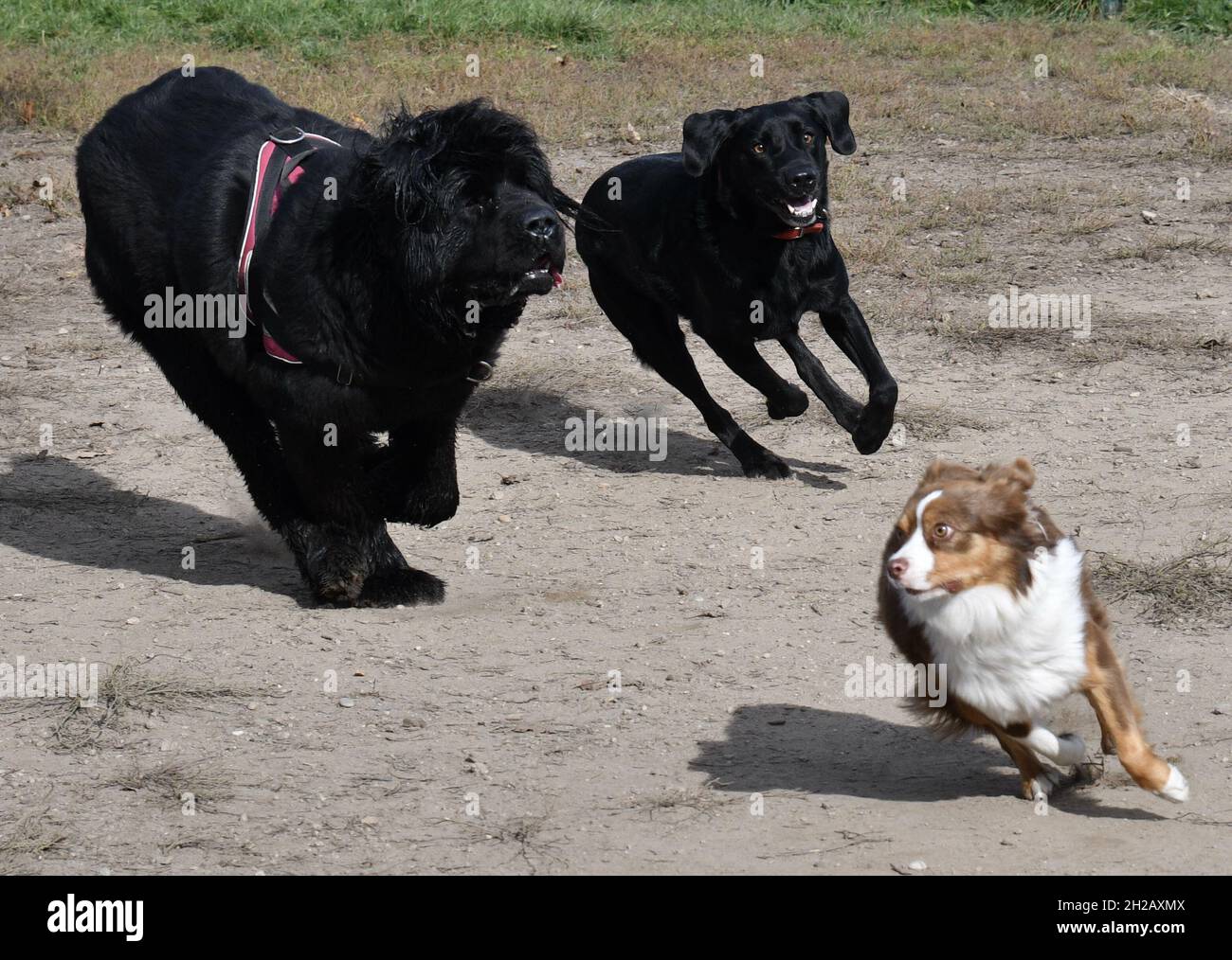 3 dogs racing on a dog park Stock Photo - Alamy