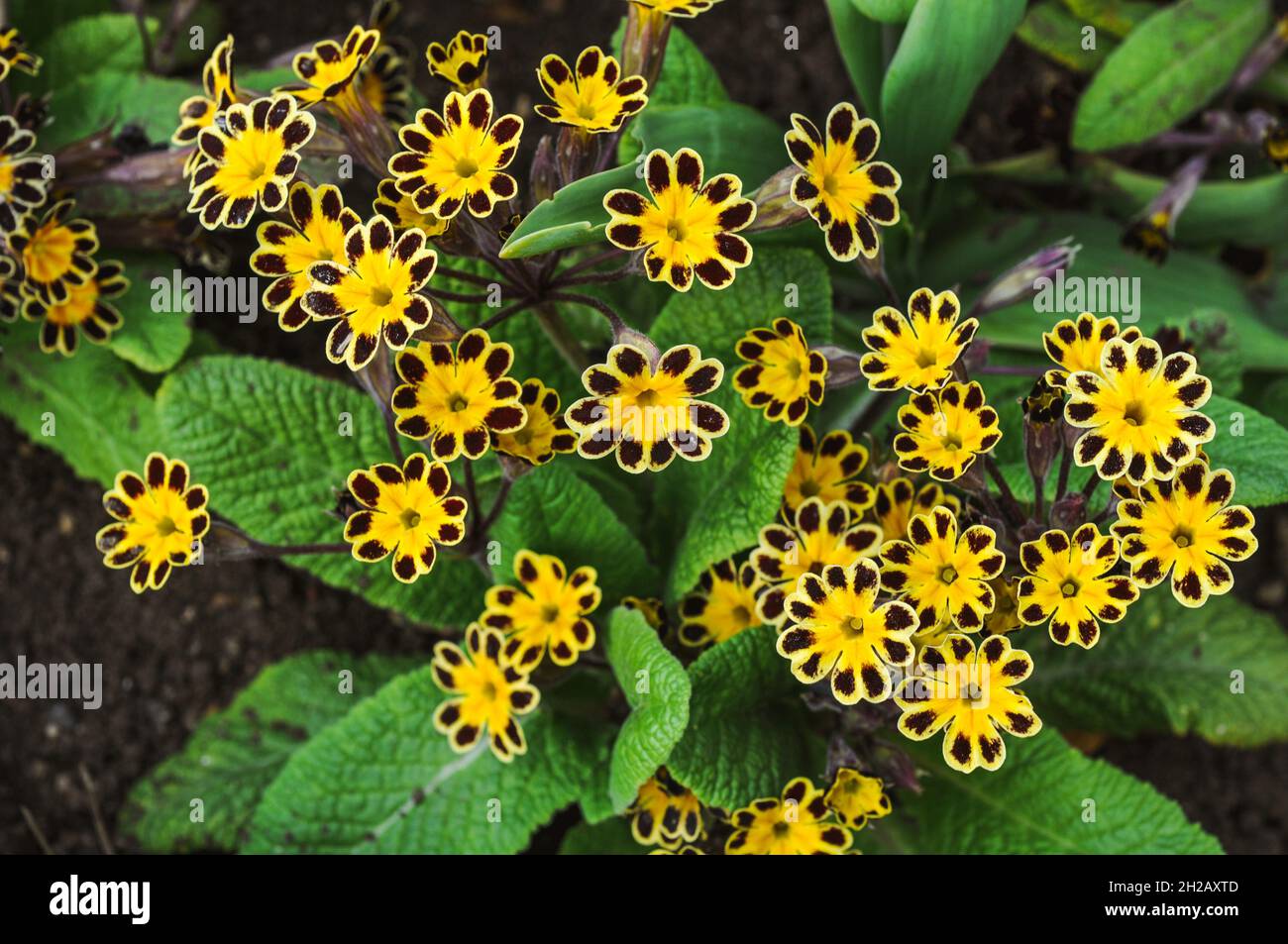 Laced primrose hi-res stock photography and images - Alamy