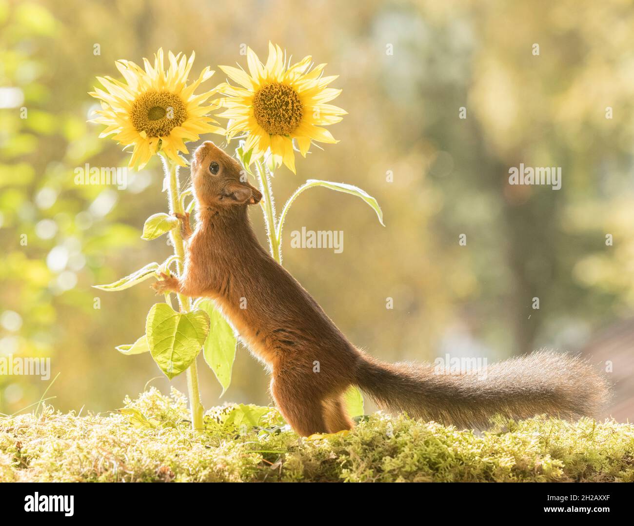 Red squirrel with sunflowers hi-res stock photography and images - Alamy