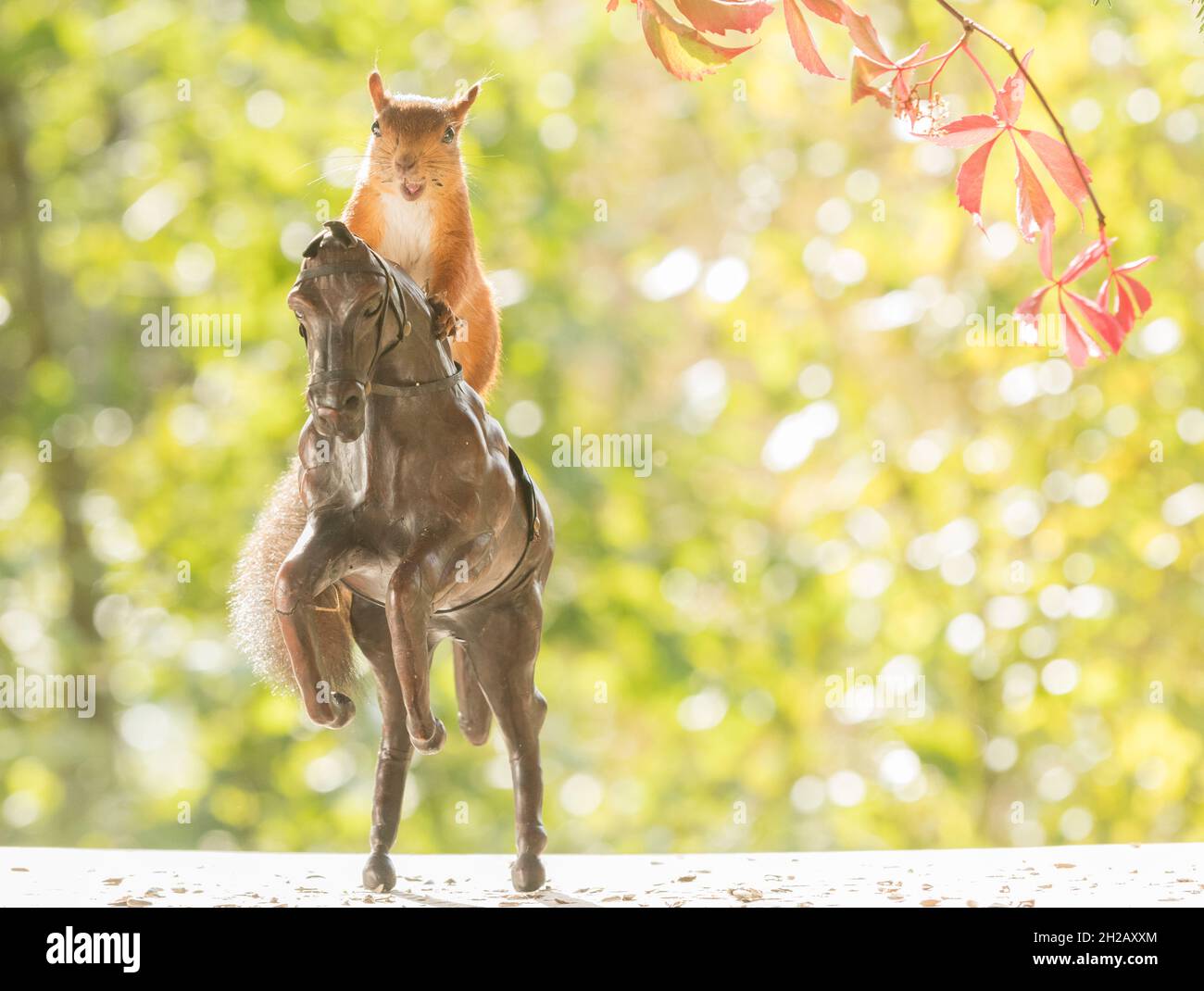 Red Squirrel stand on an horse Stock Photo - Alamy