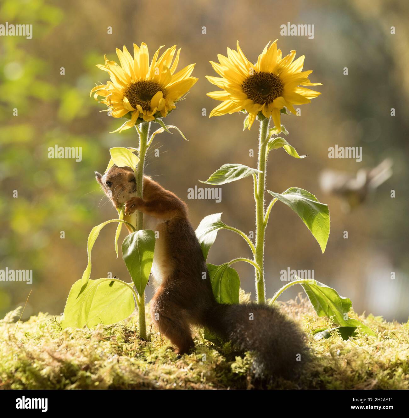 Red squirrel with sunflowers hi-res stock photography and images - Alamy