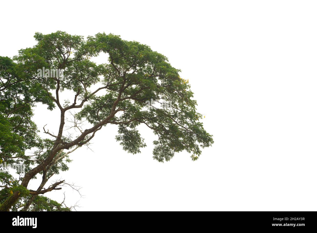 Tree on isolated, cut out with clipping path Stock Photo - Alamy