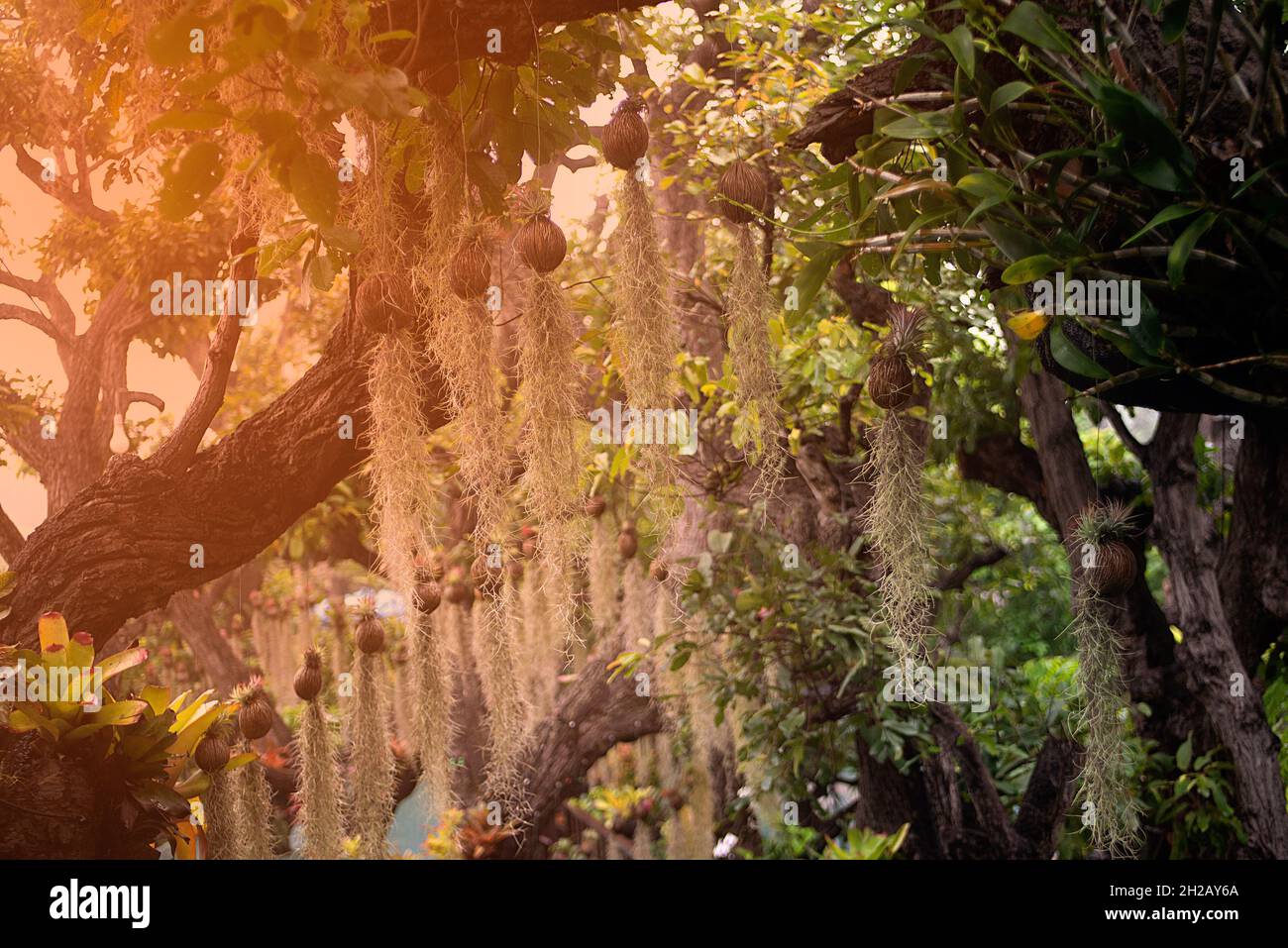 Tree with hanging roots decorations in the park Stock Photo - Alamy