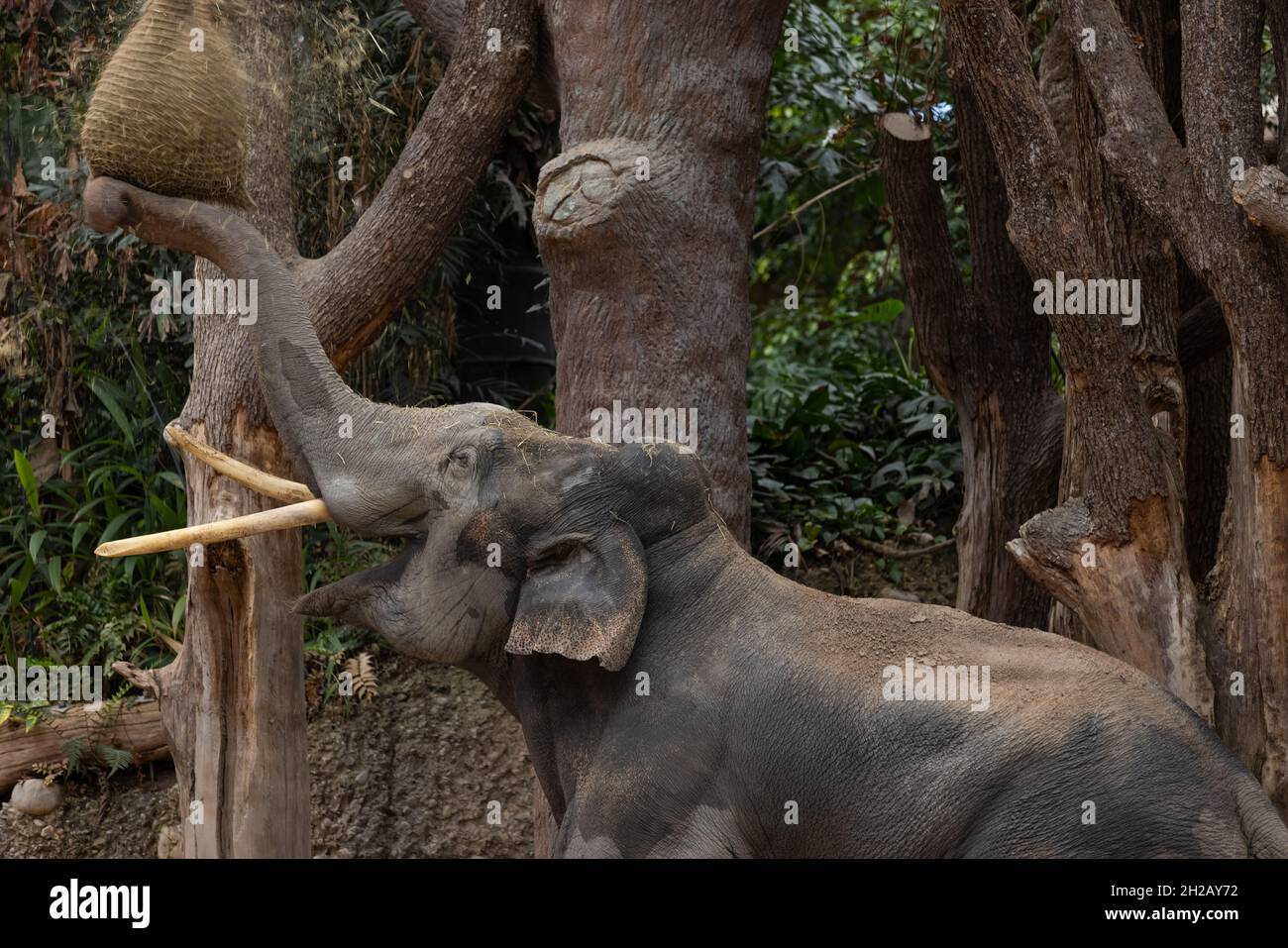 Huge elephant in the zoo outdoors Stock Photo - Alamy