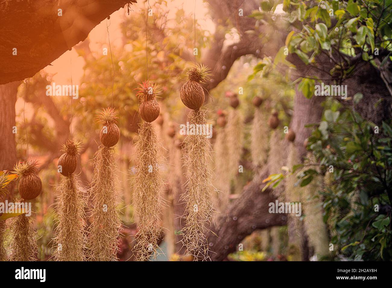 Tree with hanging roots decorations in the park Stock Photo - Alamy