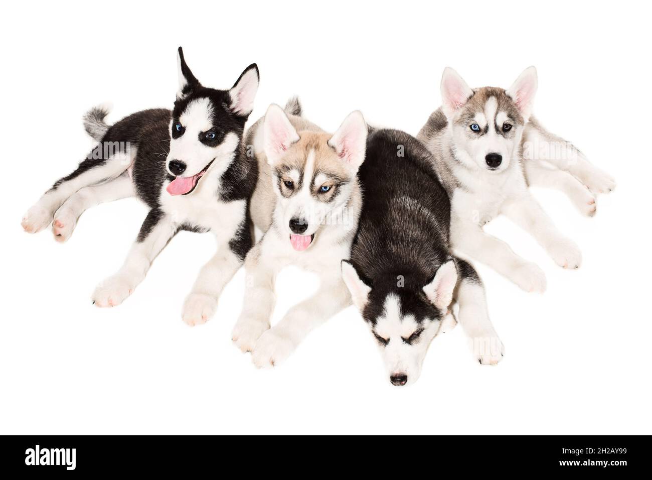 Siberian husky litter hi-res stock photography and images - Alamy