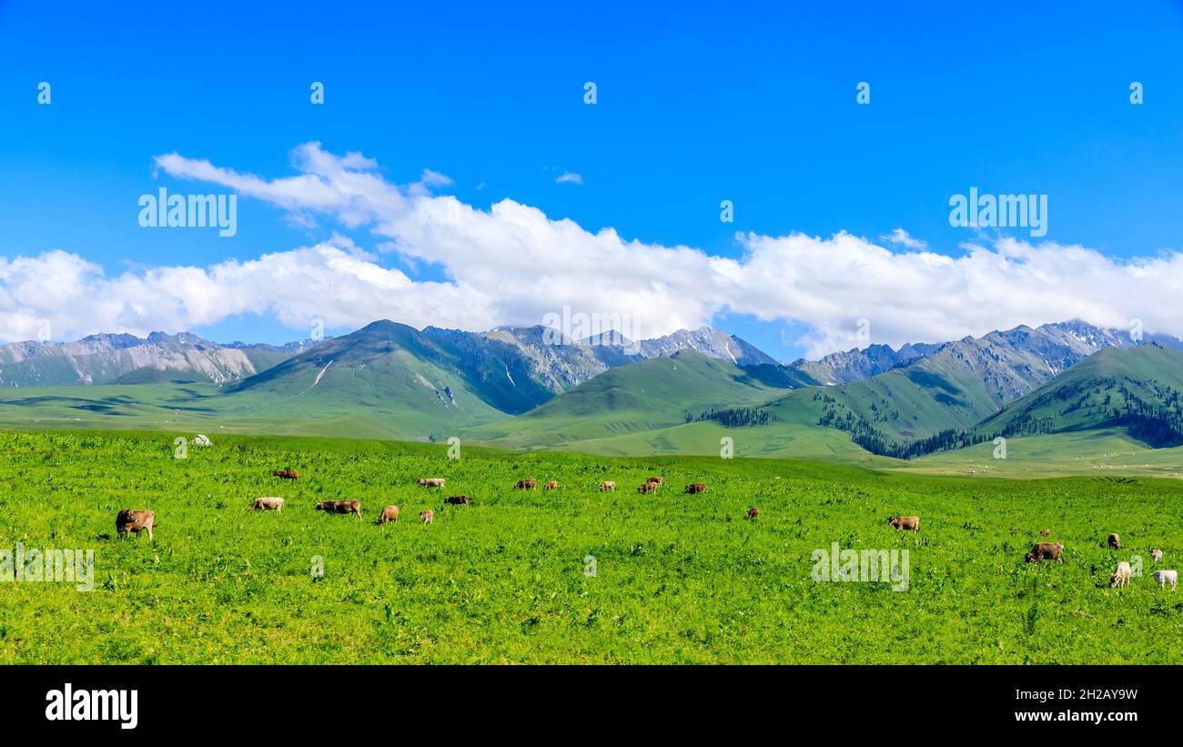 Nalati Grassland natural scenery in Xinjiang,China Stock Photo - Alamy