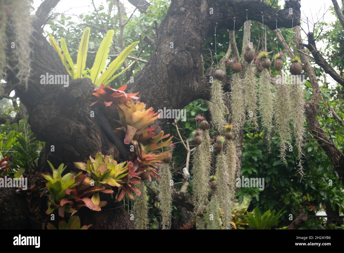 Small tree big roots hi-res stock photography and images - Alamy