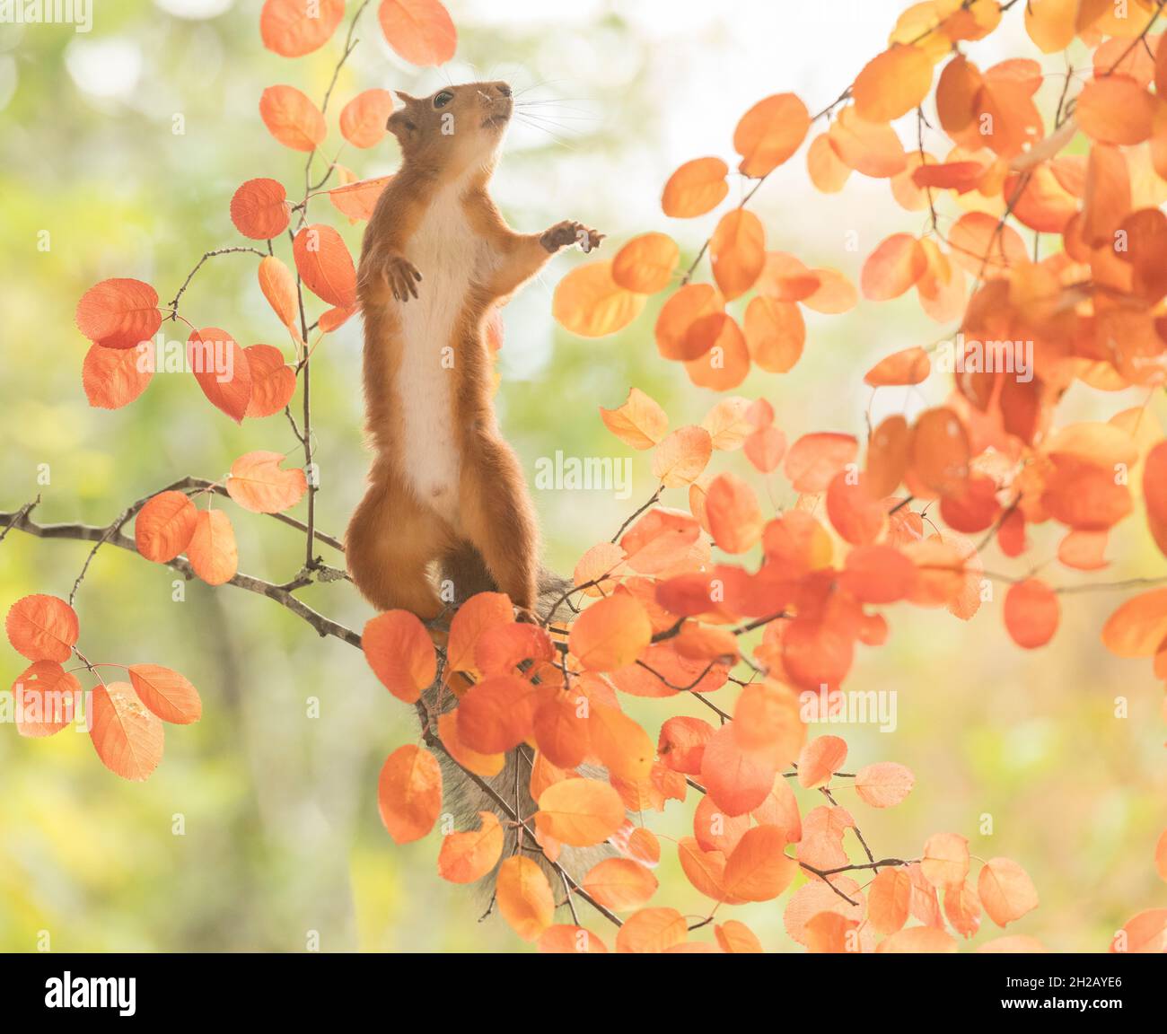 Red squirrel is reaching for a leaf hi-res stock photography and images ...