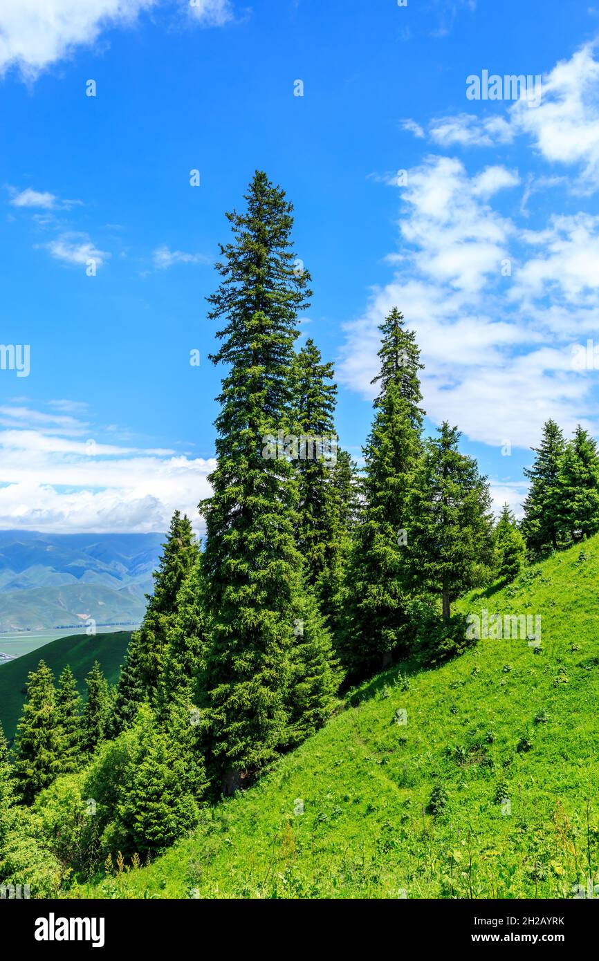 Green tree and mountain in nalati grassland,Xinjiang,China Stock Photo ...