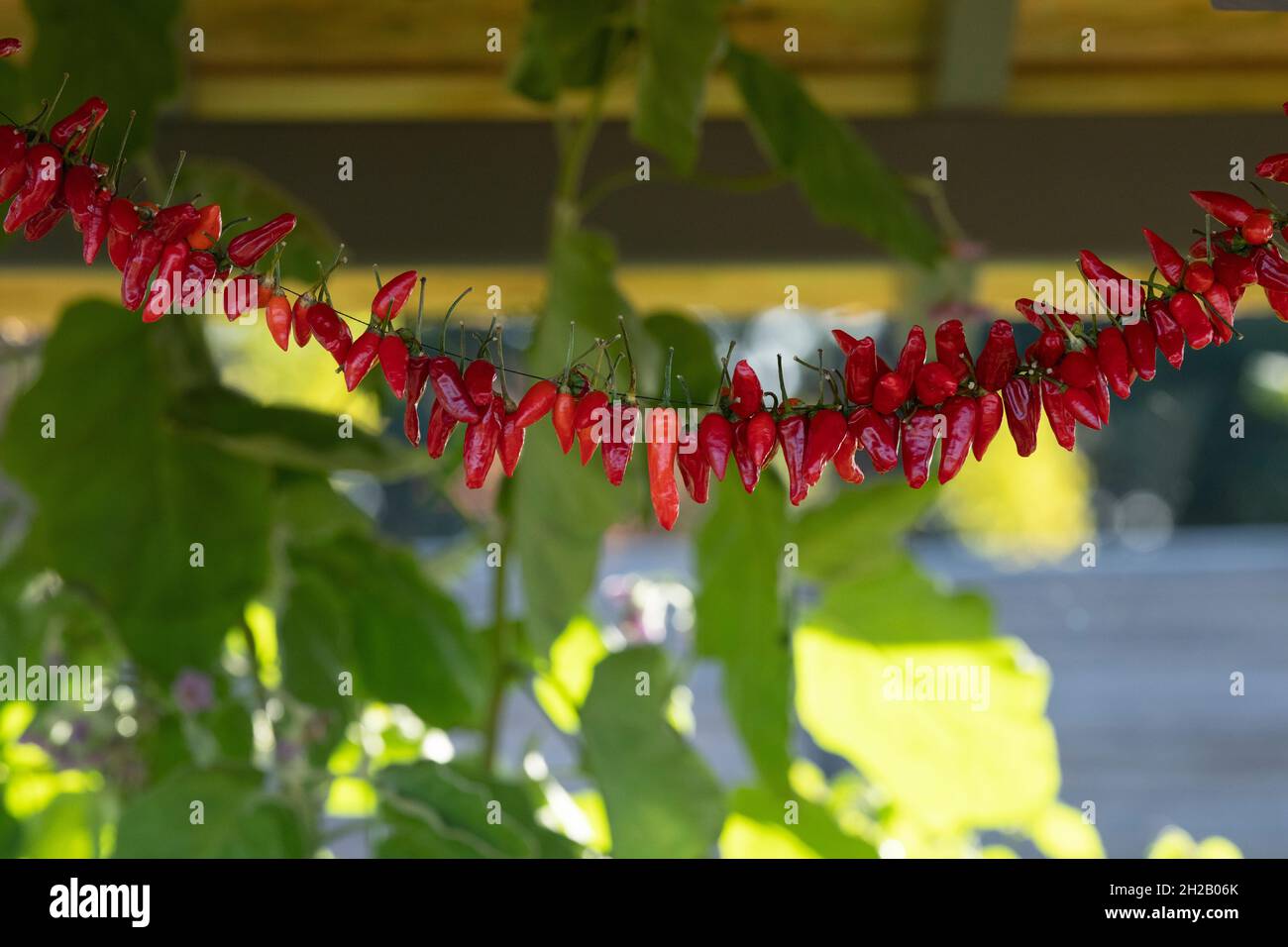 String of hanging chilli fruits in the autumn. UK Stock Photo - Alamy