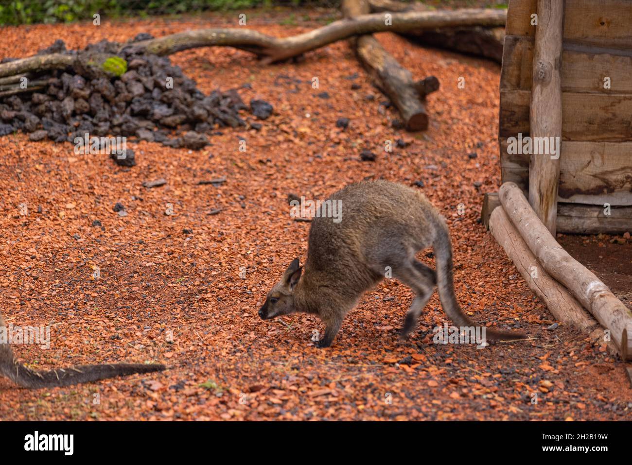 Scenic view of a kangaroo in the zoo Stock Photo - Alamy