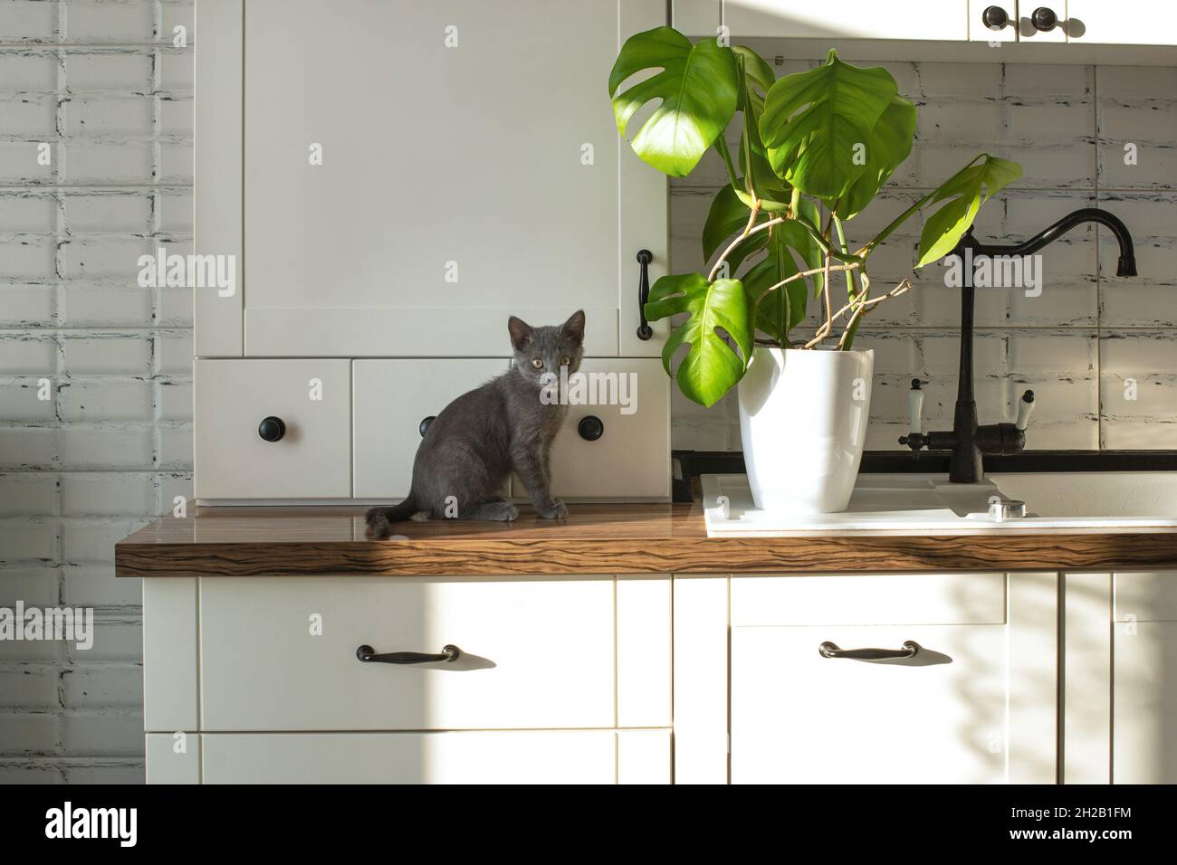 Monstera Madness: Transform Your Kitchen with Monstera Plants