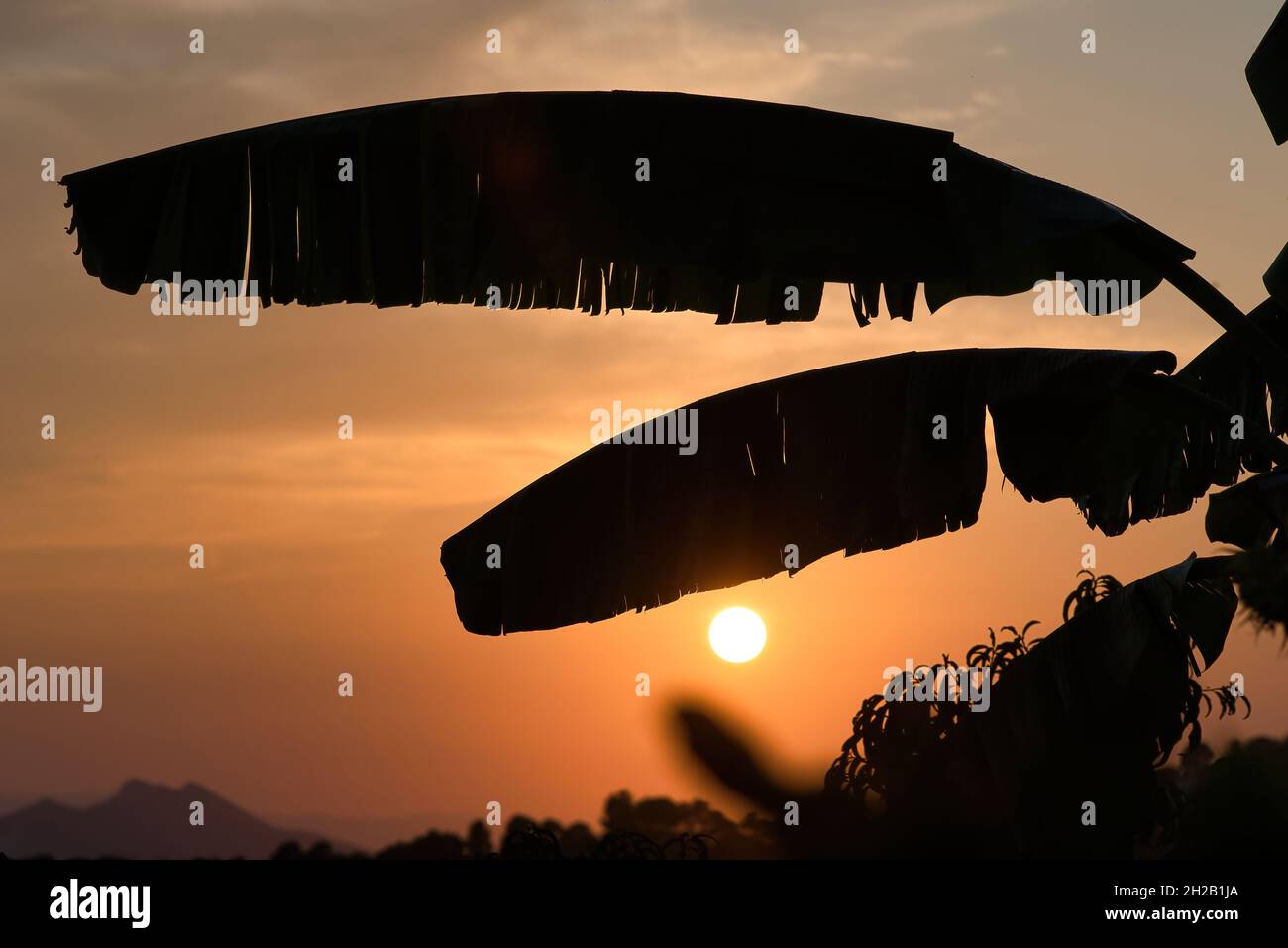 banana leaves at sunset, beautiful sunset scene in nature with banana ...