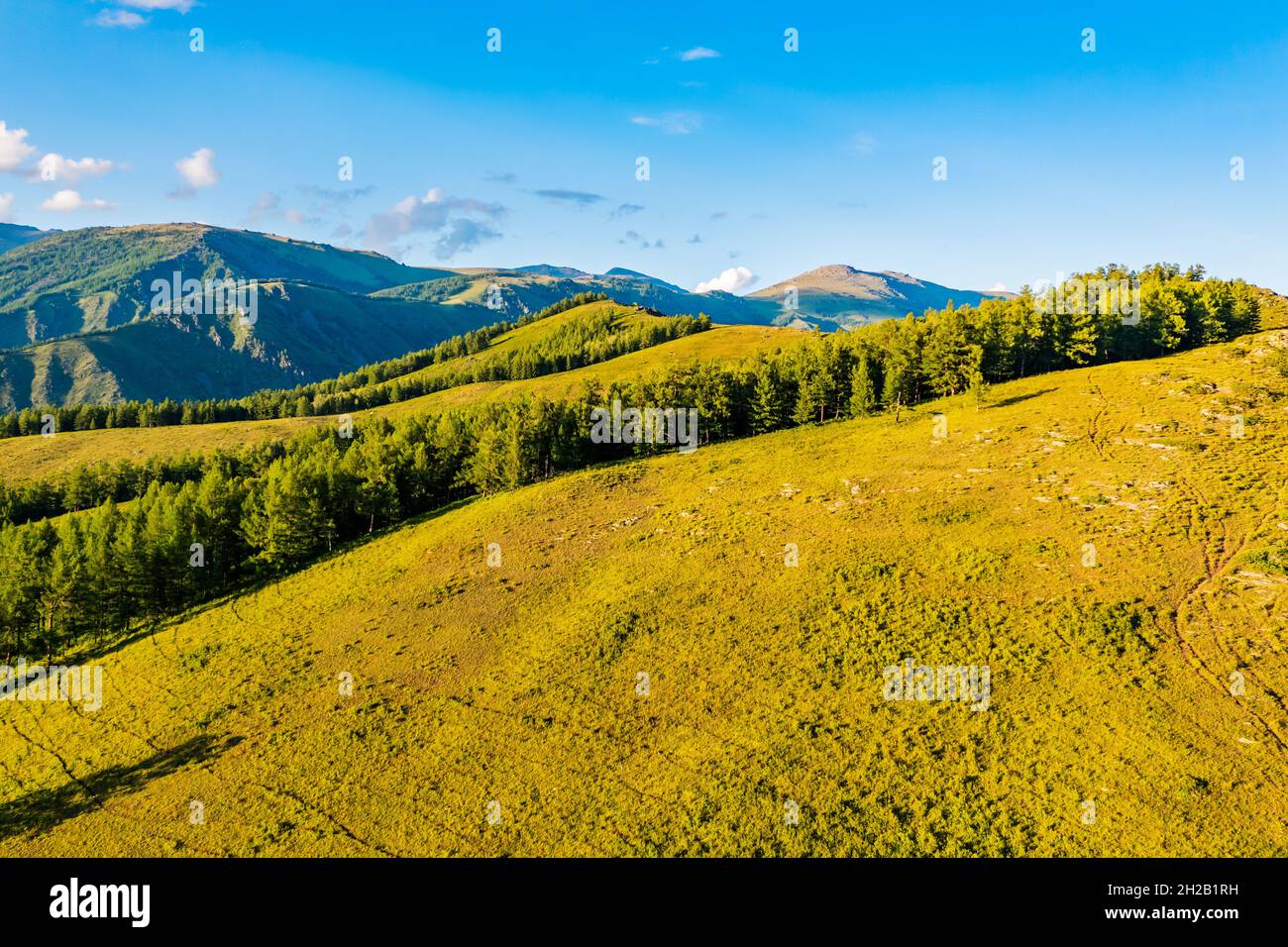Aerial View of mountain and green forest with grass in Kanas Scenic ...