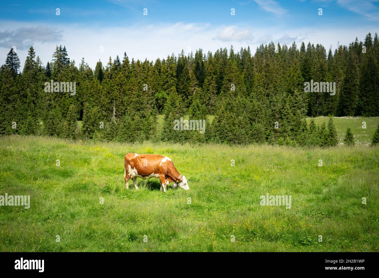 A cow grazing on a paddock in the swiss jura hills Stock Photo - Alamy