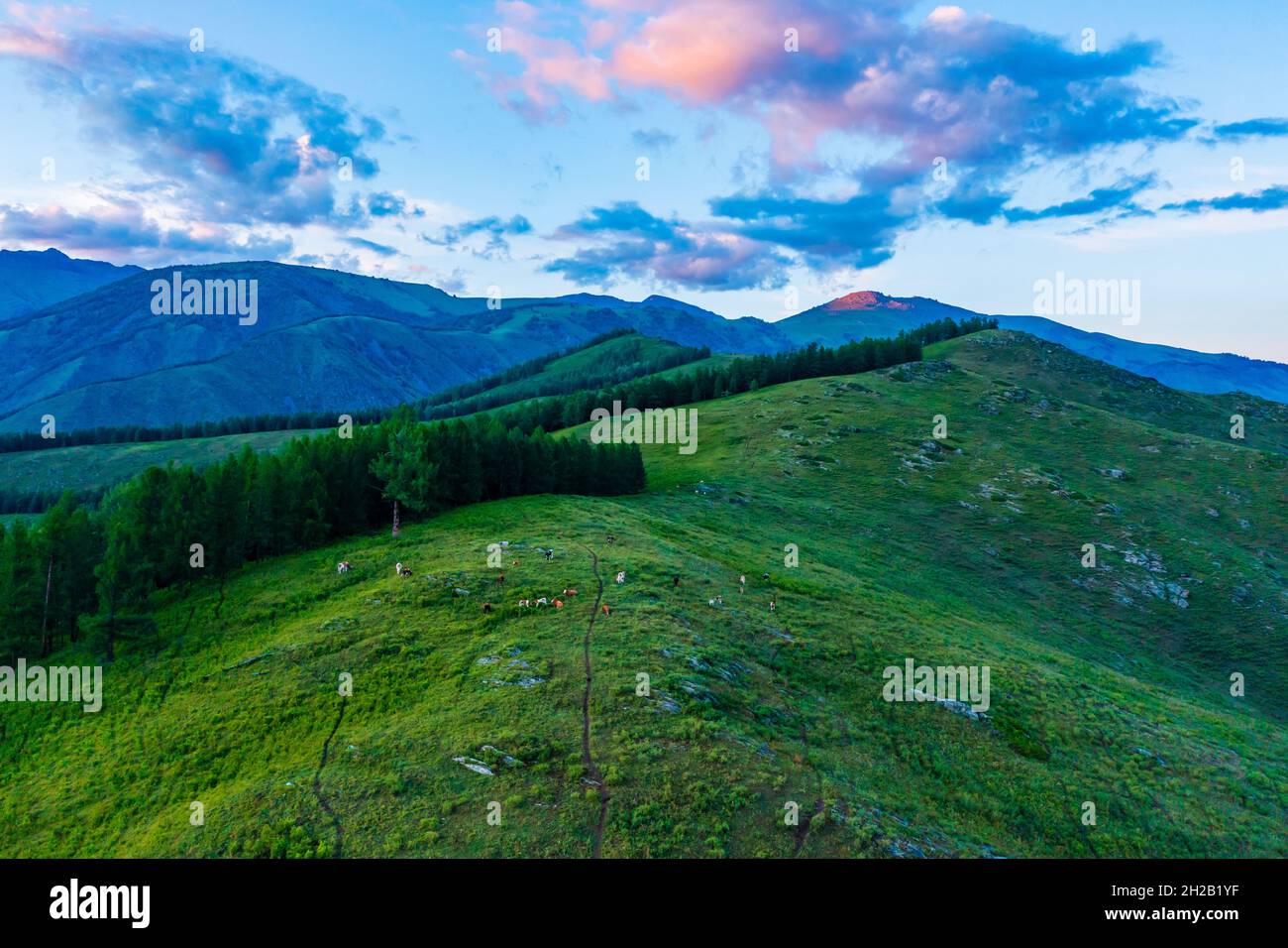 Aerial View of mountain and green forest at sunset in Xinjiang,China ...