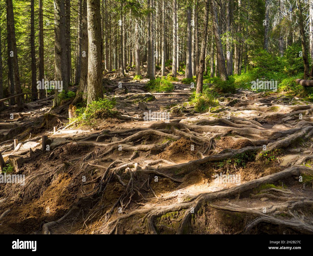 Scenic Trail full of roots in the middle of wooden coniferous forrest ...