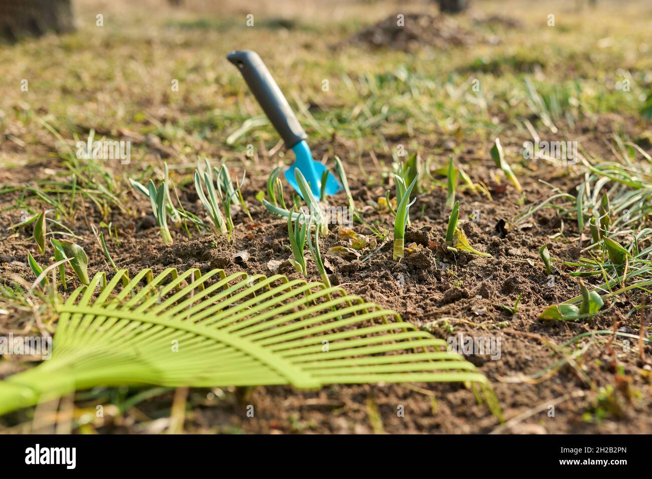 Spring cleaning backyard flower bed with sprouting flowers Stock Photo ...