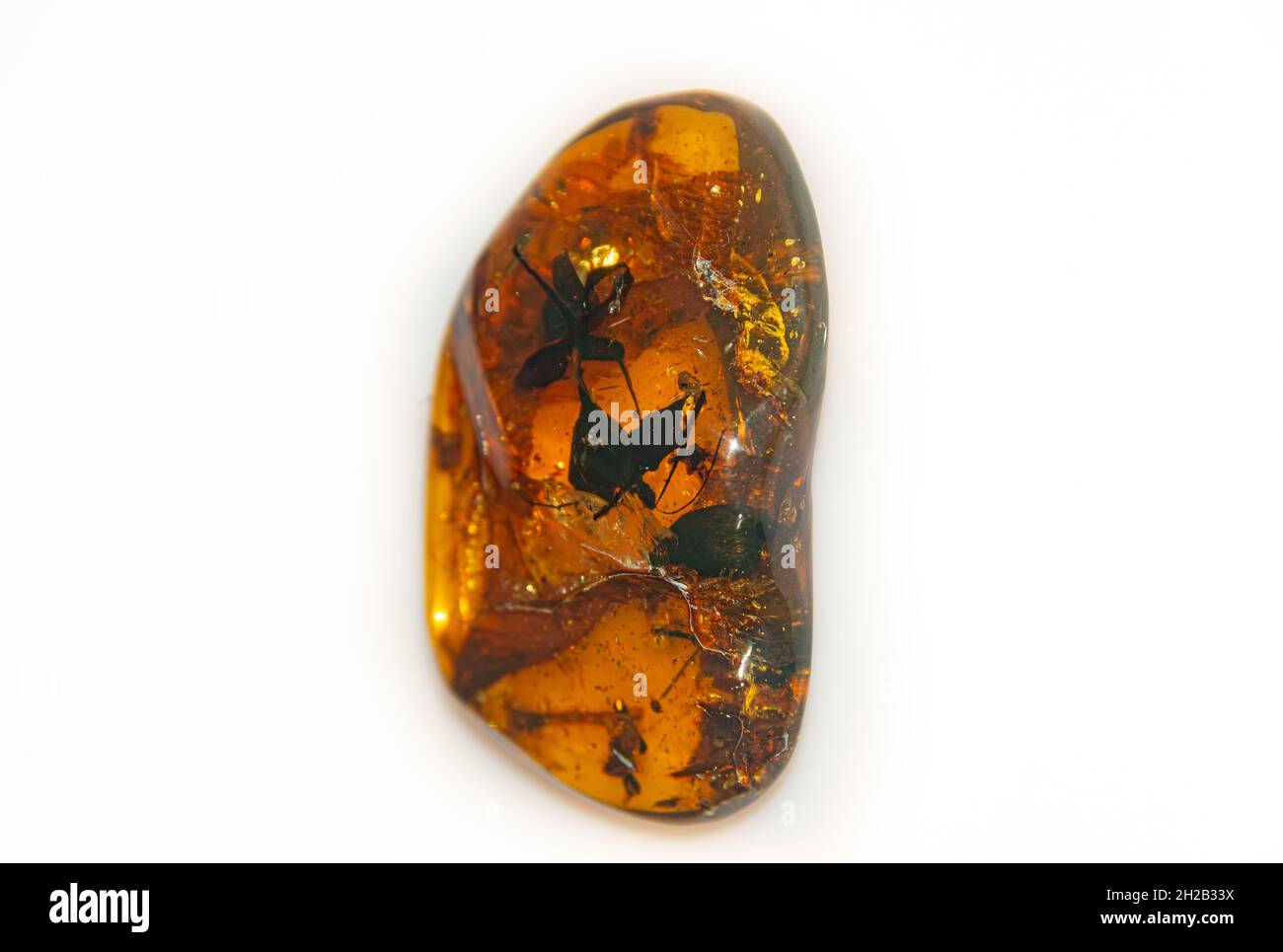 Amber with insect inside hi-res stock photography and images - Alamy