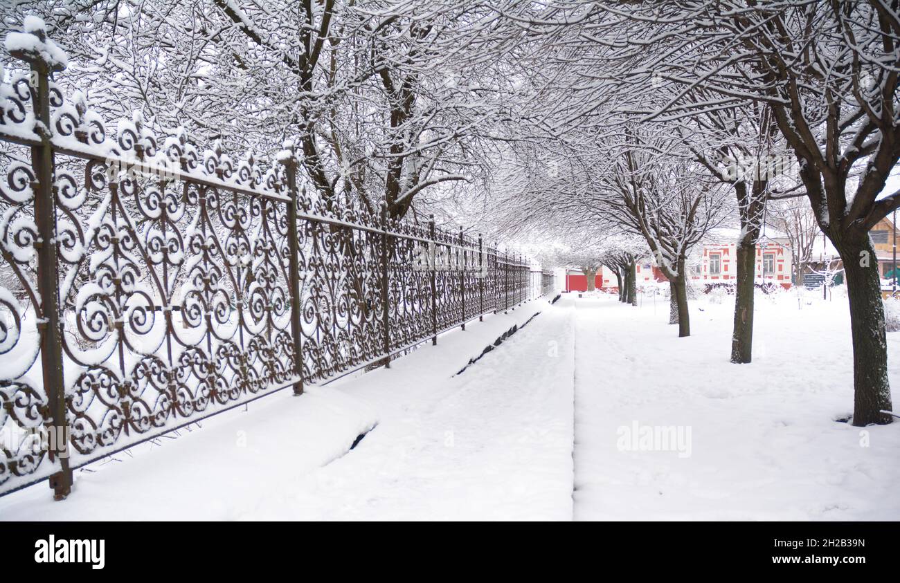 Snow Covered Pathway Winter. Snow Covered Pathway Along Maple Trees ...