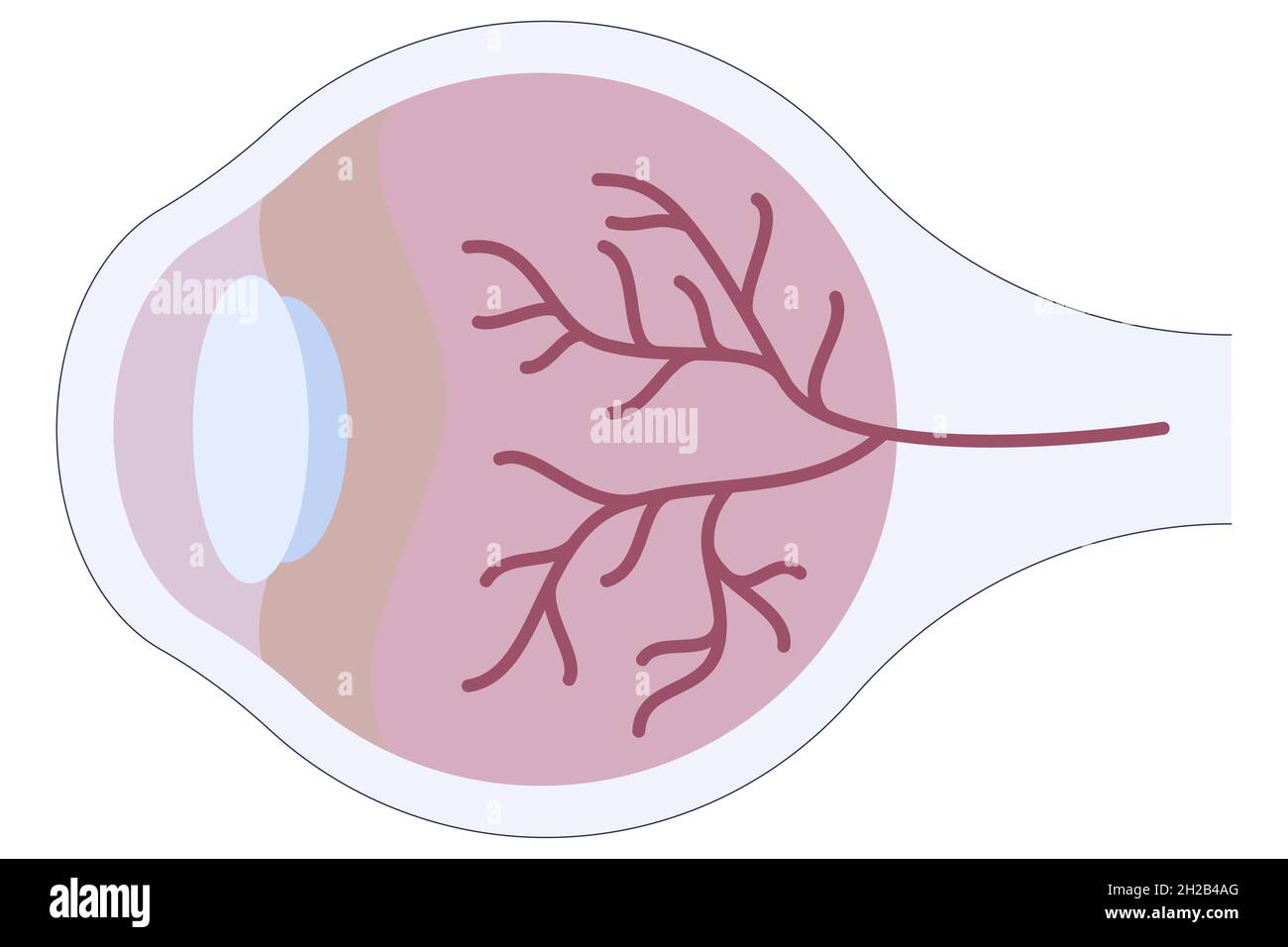 Cross section icon of human eye in a flat style isolated on a white ...