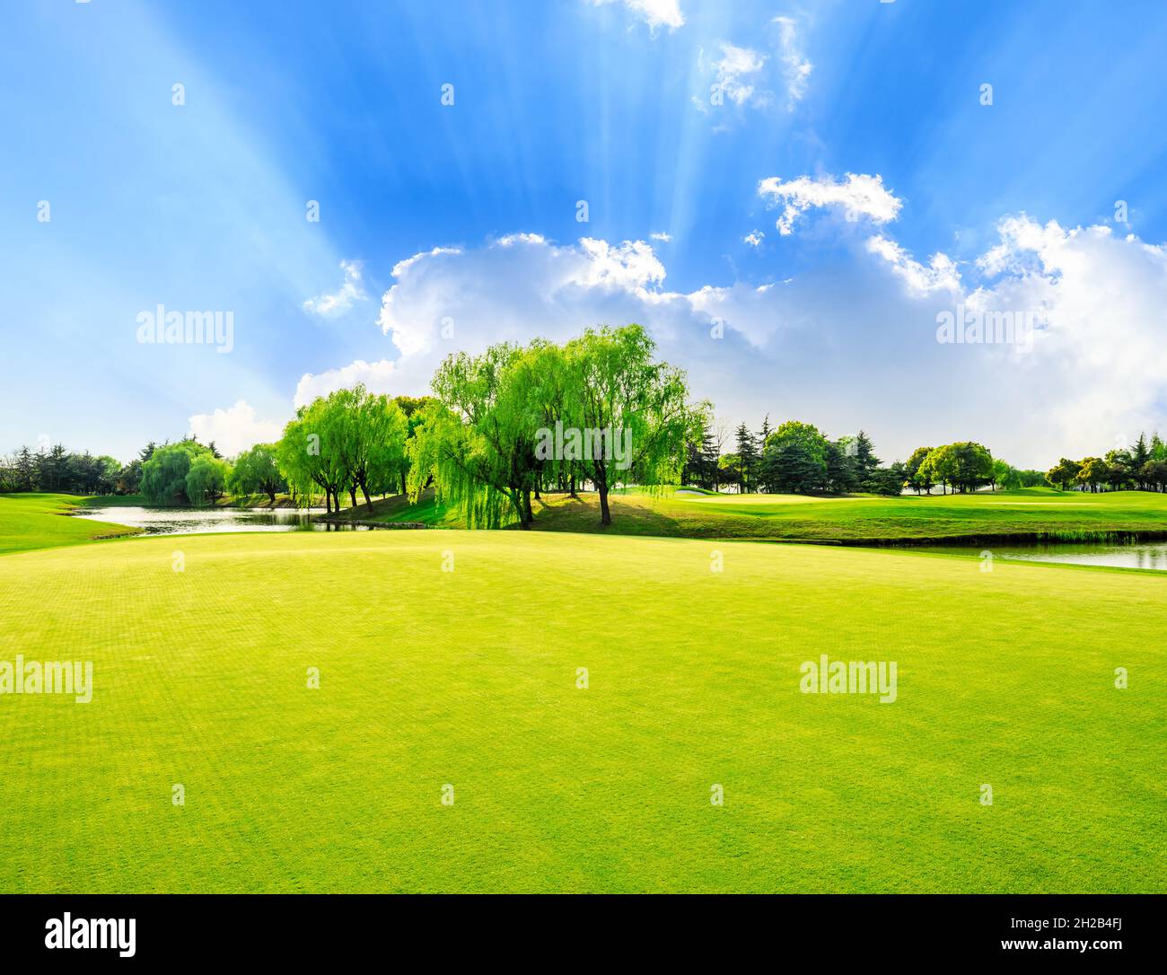 Green grass and trees in spring season Stock Photo - Alamy