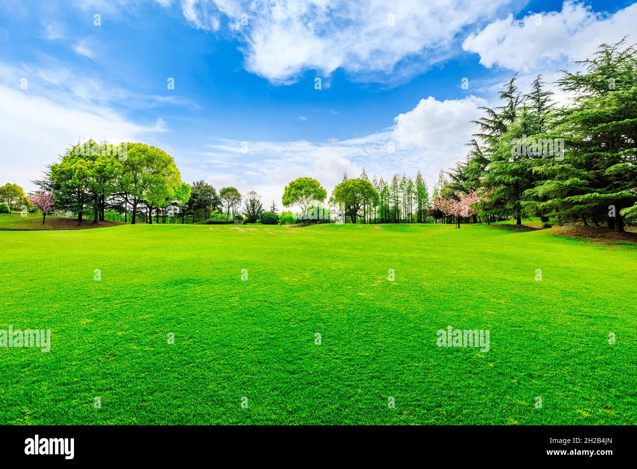 Green grass and trees in spring season Stock Photo - Alamy