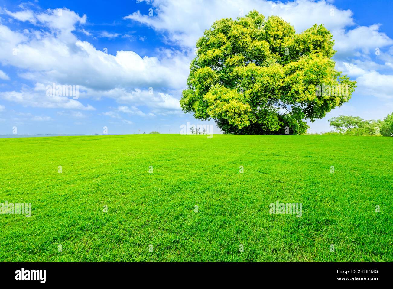 Green grass and tree in spring season Stock Photo - Alamy