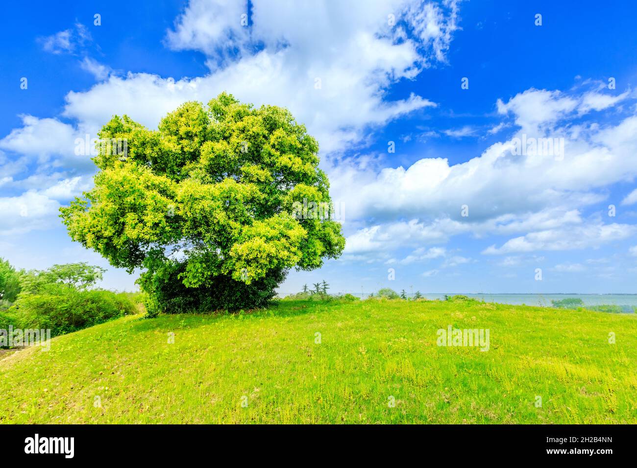Green grass and tree in spring season Stock Photo - Alamy