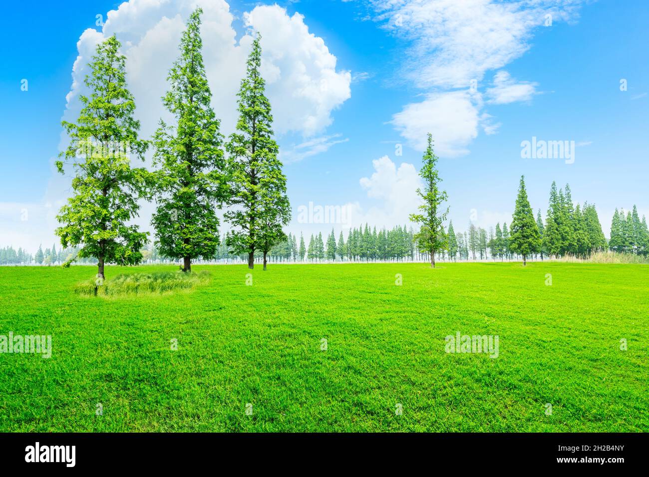 Green grass and forest in spring season Stock Photo - Alamy