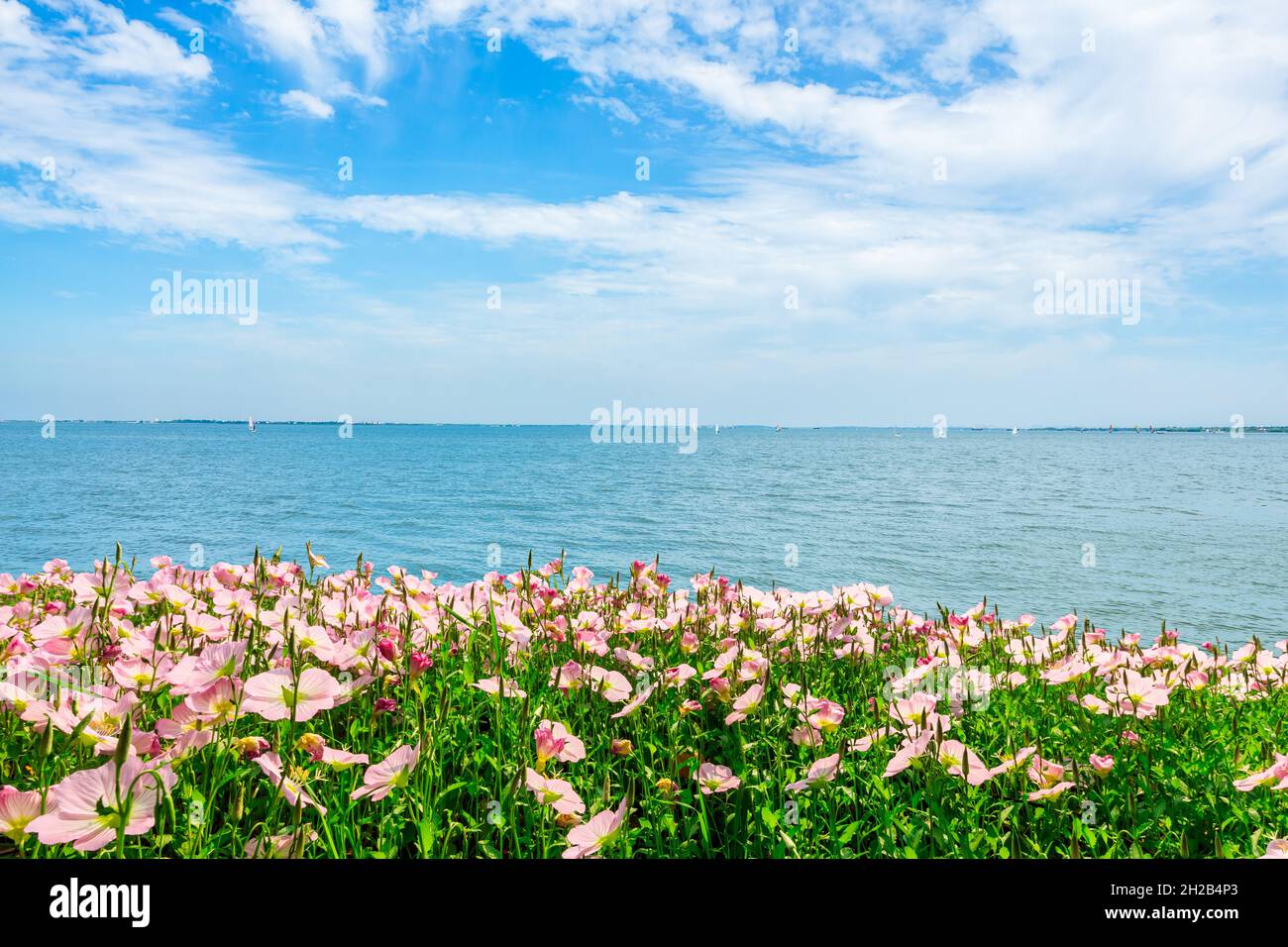 Summer landscape lake flowers red hi-res stock photography and images ...
